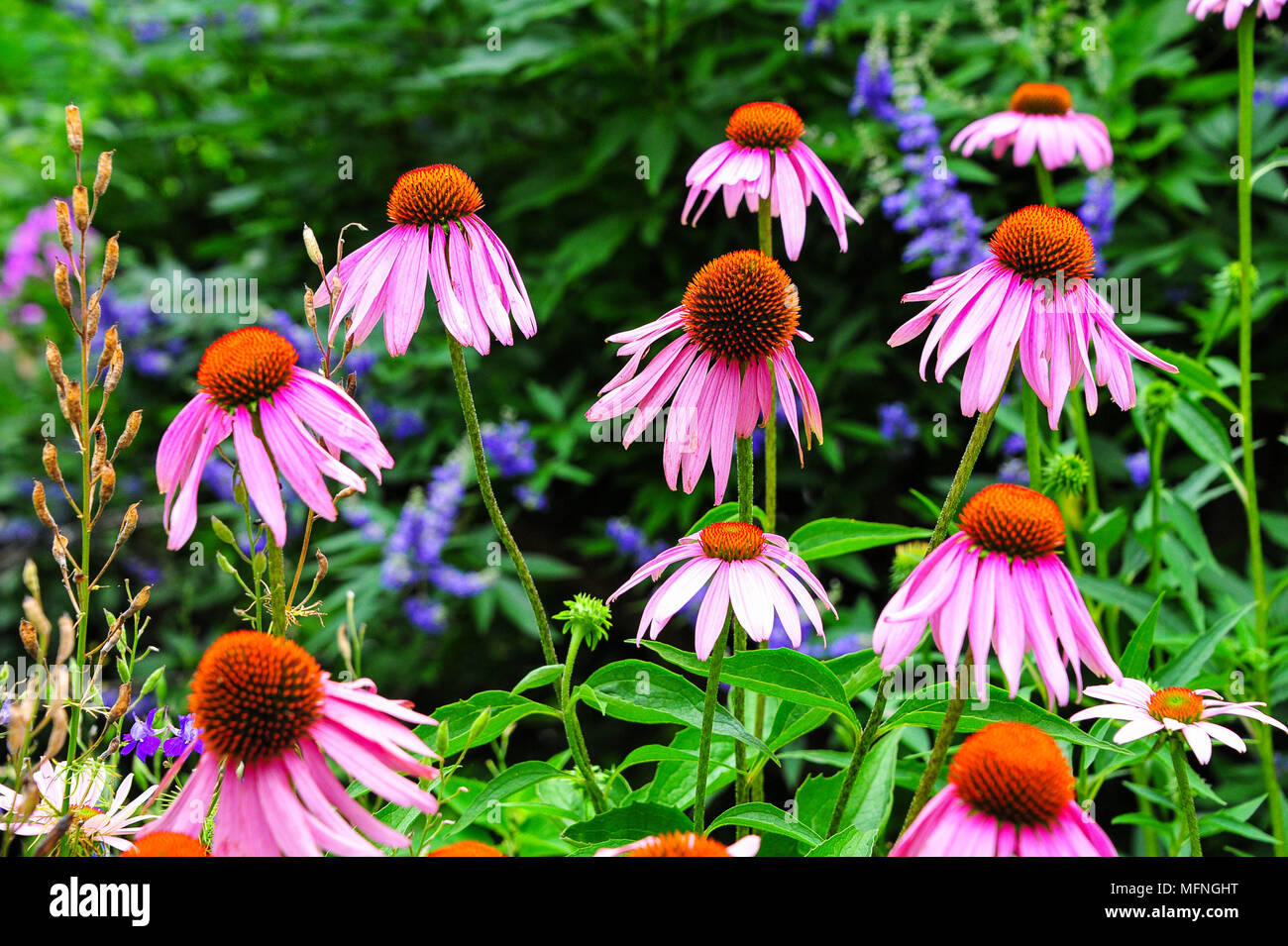 Pretty pink Echinacea purpurea (eastern purple coneflower) in bloom ...