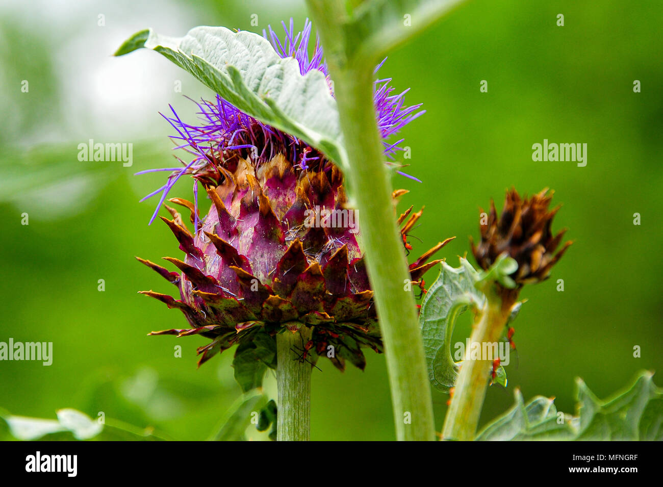 Purple cardoon (Cynara cadunculus) in flower. Similar to the artichoke ...