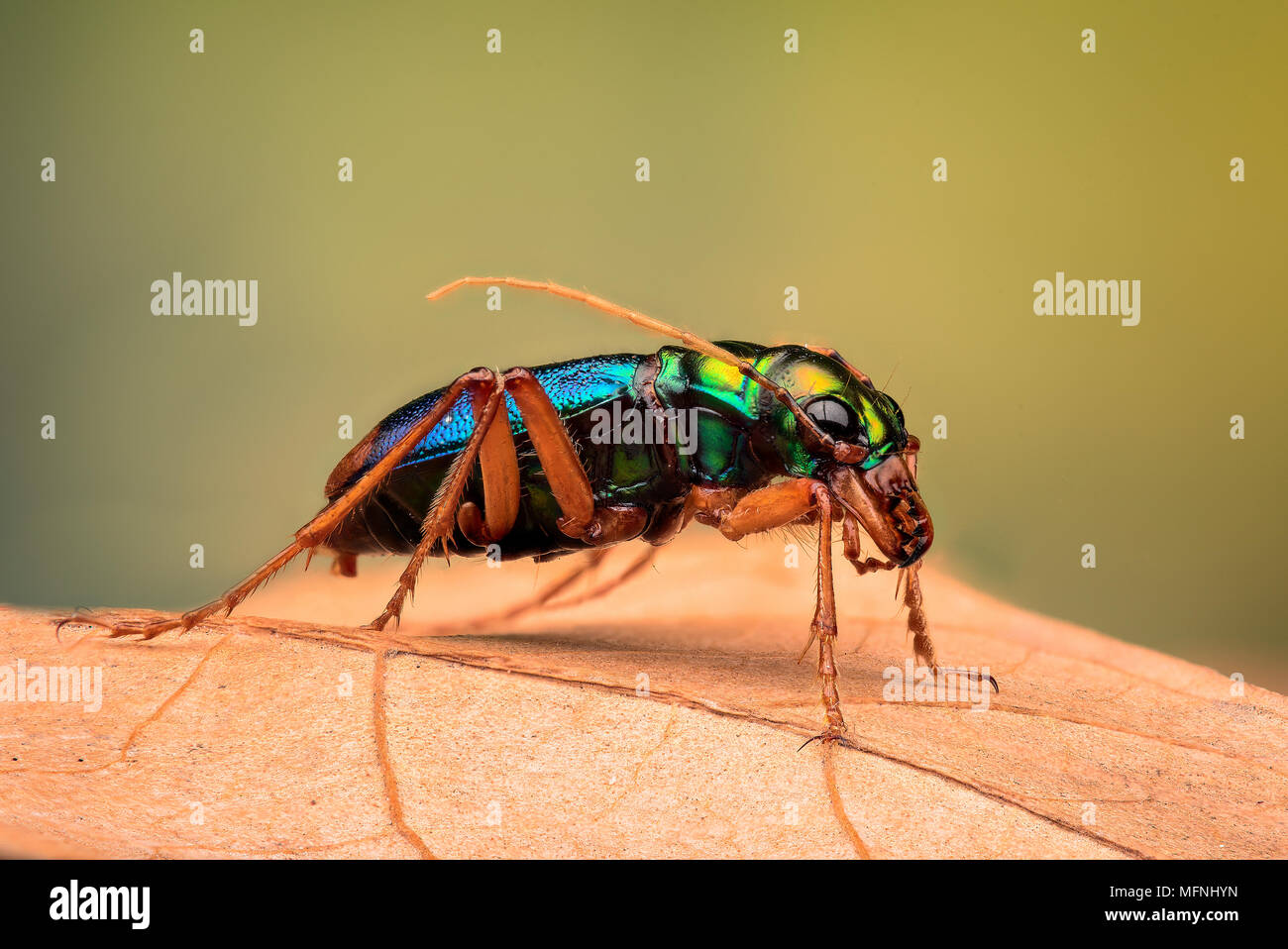Insect claws hi-res stock photography and images - Alamy