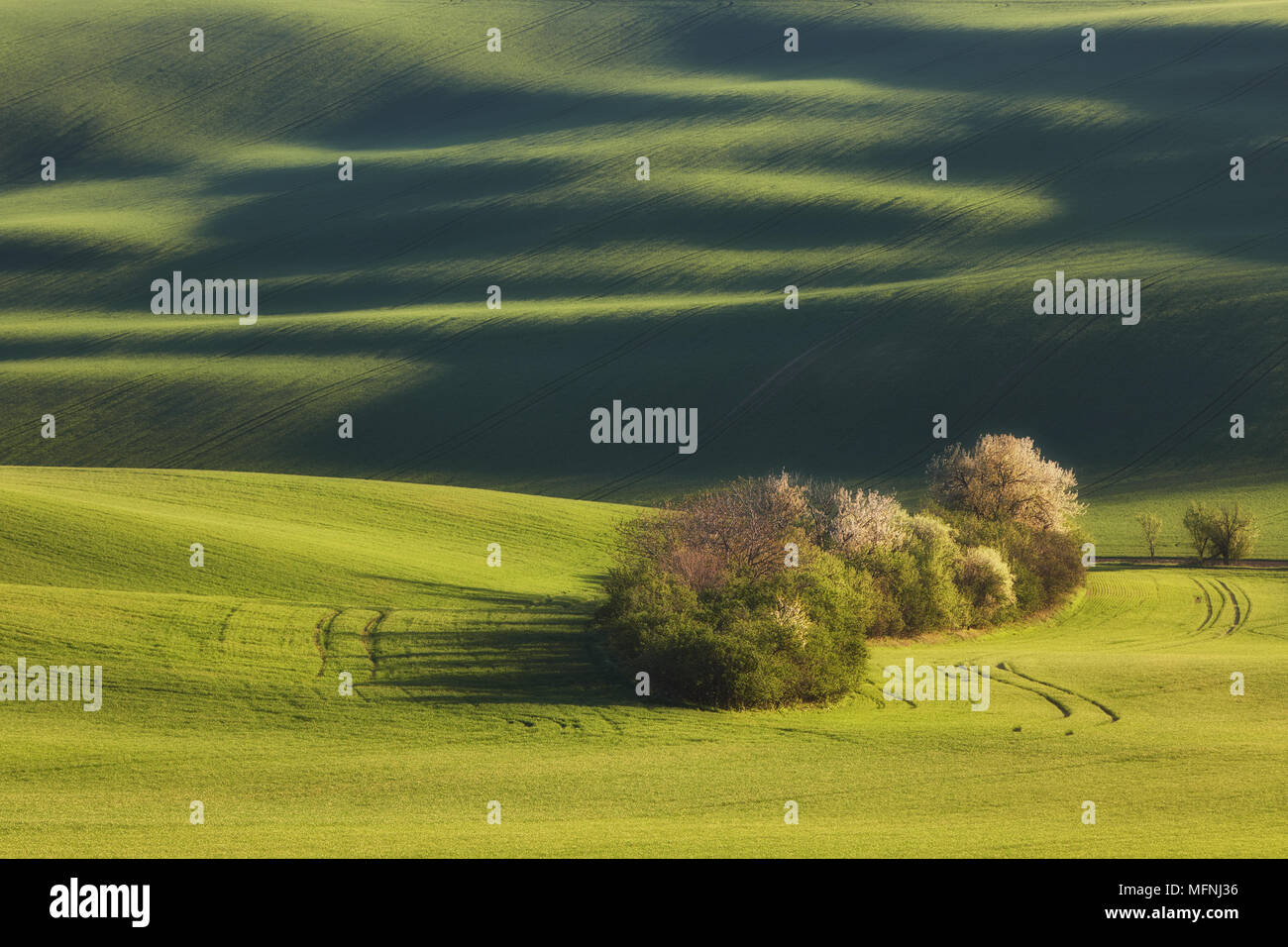 Sunset lines and waves with trees in the spring, South Moravia, Czech ...
