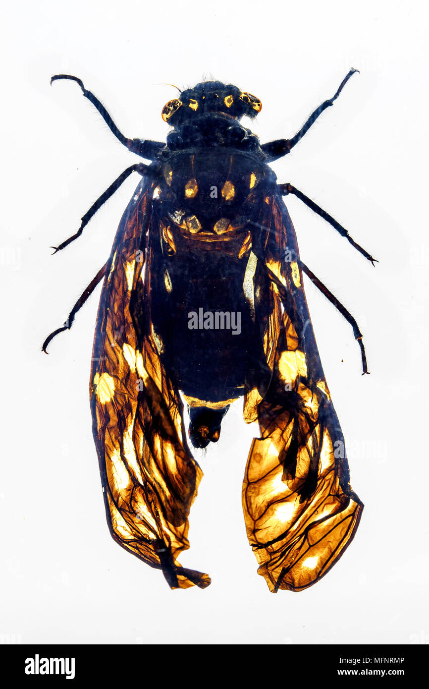 Spotted black cicada hi-res stock photography and images - Alamy
