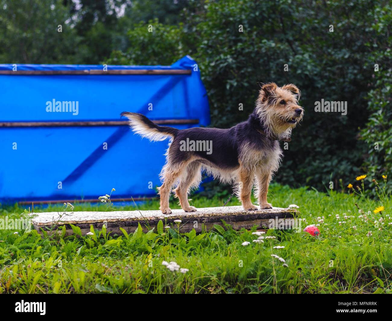 Little dog poses Stock Photo - Alamy