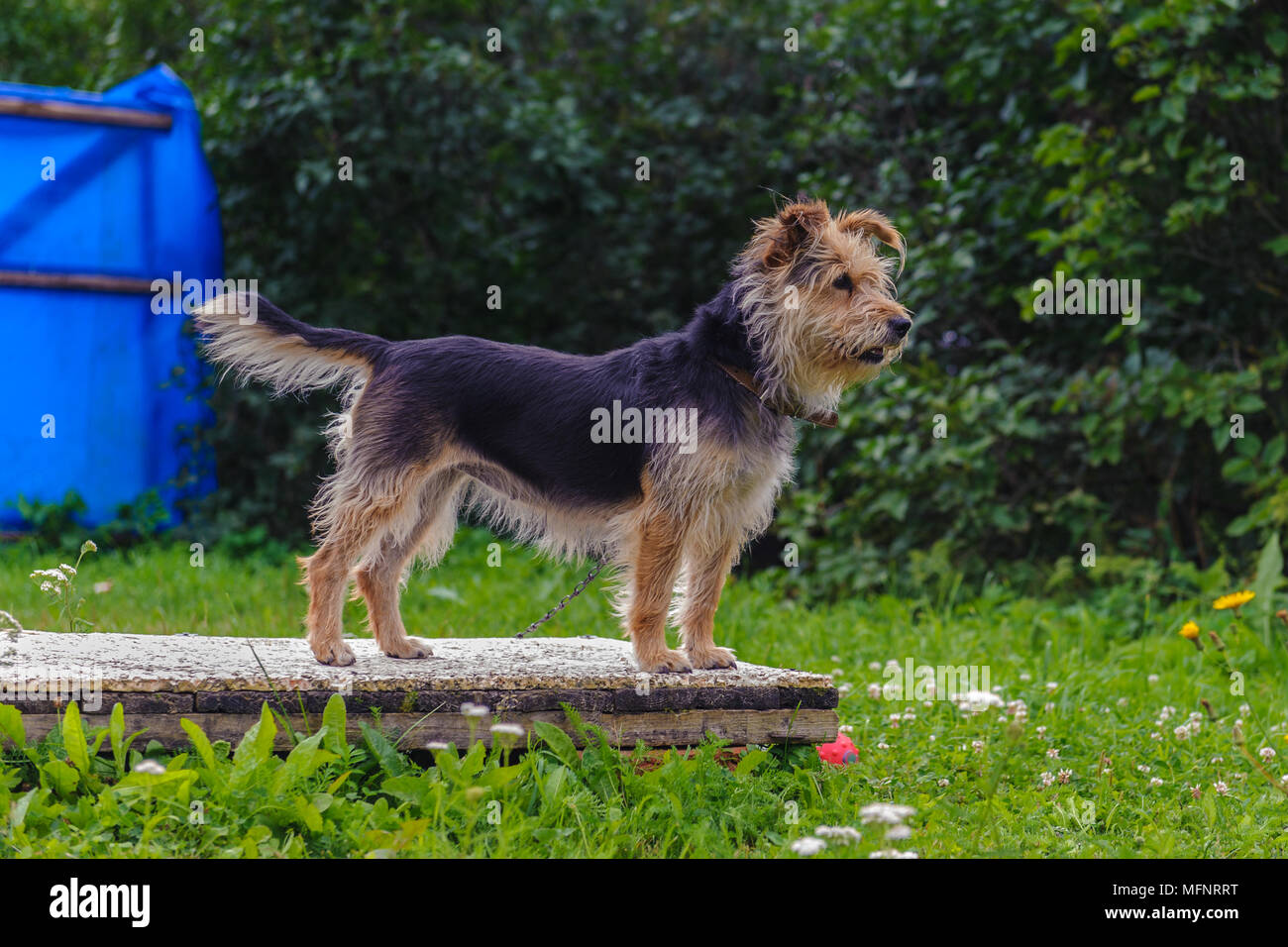Little dog poses Stock Photo - Alamy