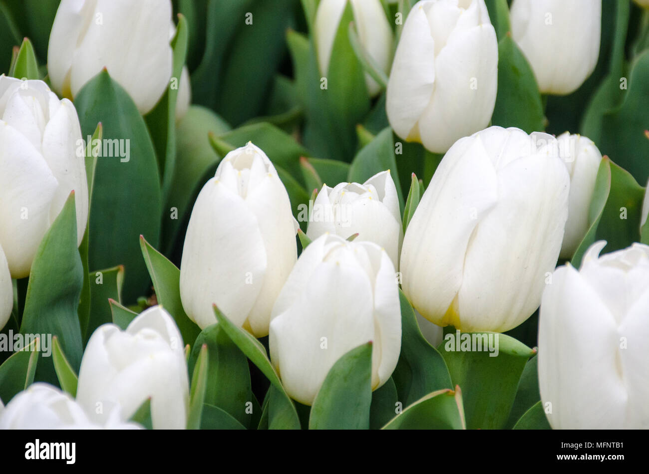 Group of white tulips hi-res stock photography and images - Alamy