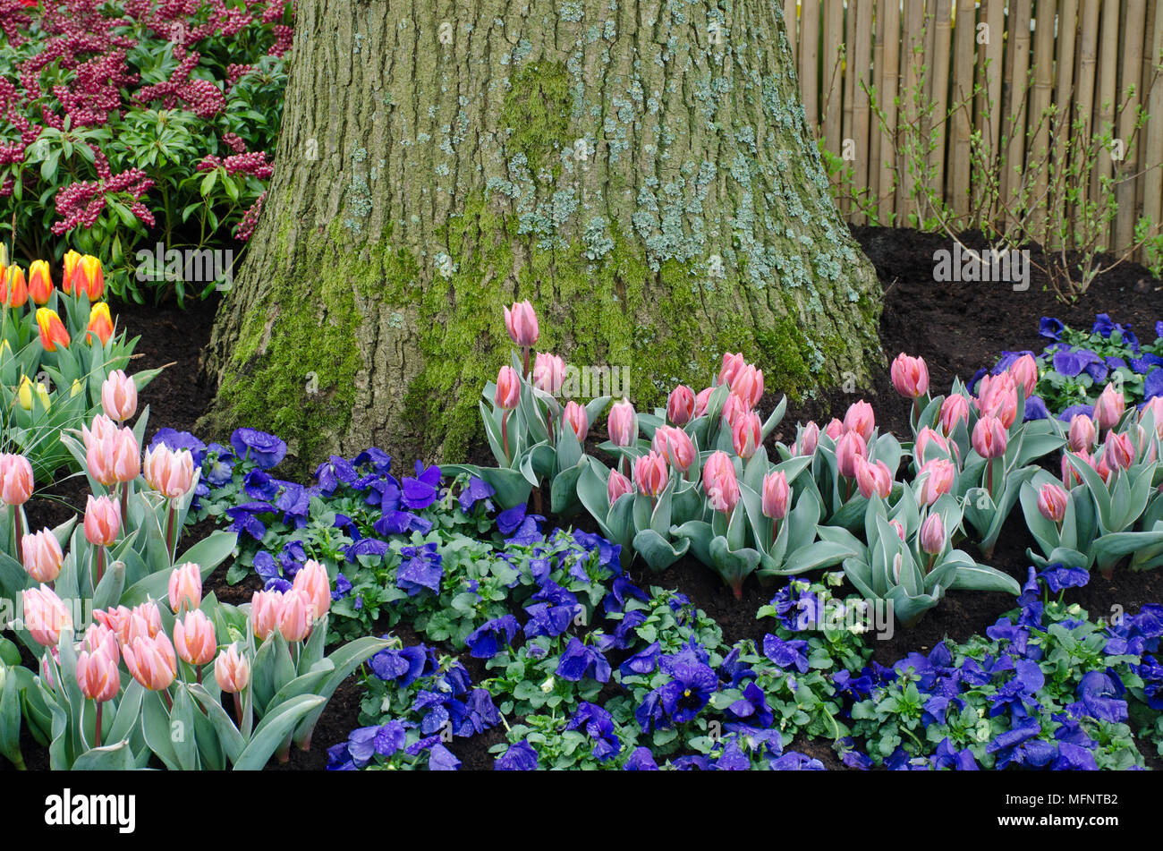 Tulips and Blue Flowers by Tree Trunk Stock Photo - Alamy