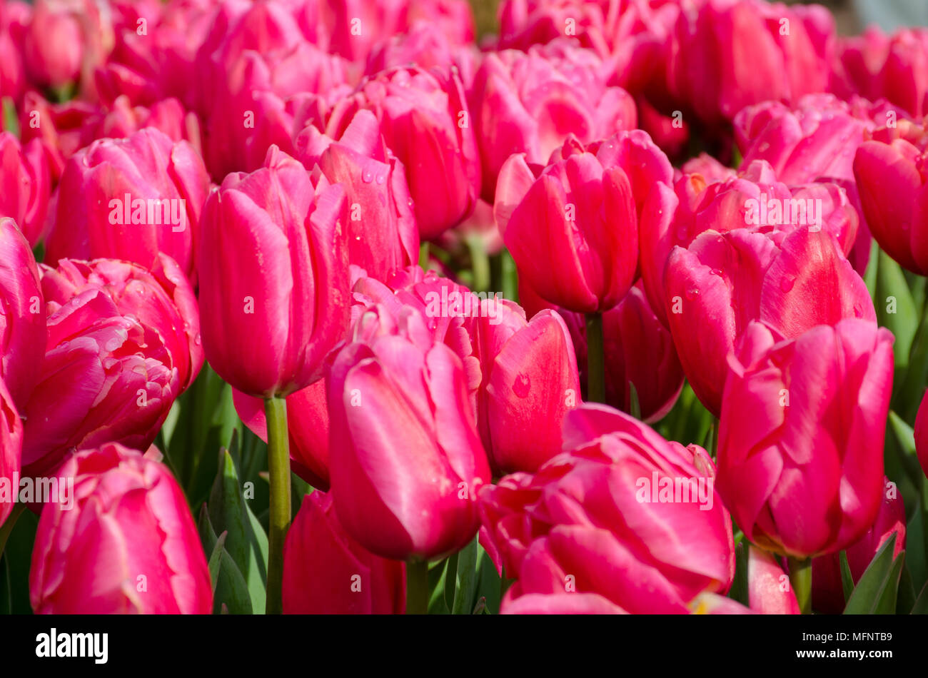 Group of tulips hi-res stock photography and images - Alamy