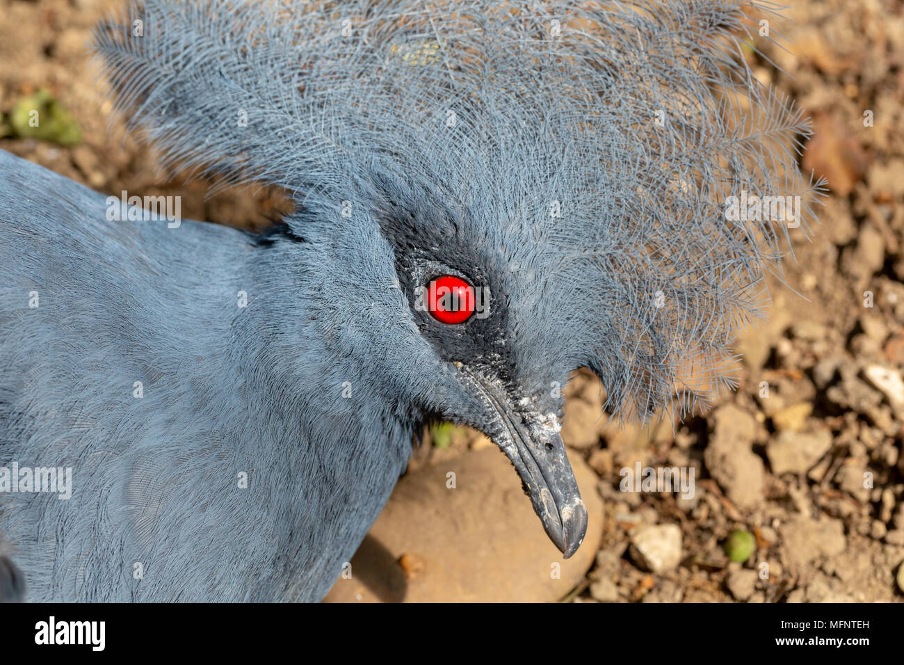 Blue crowned pigeon hi-res stock photography and images - Alamy