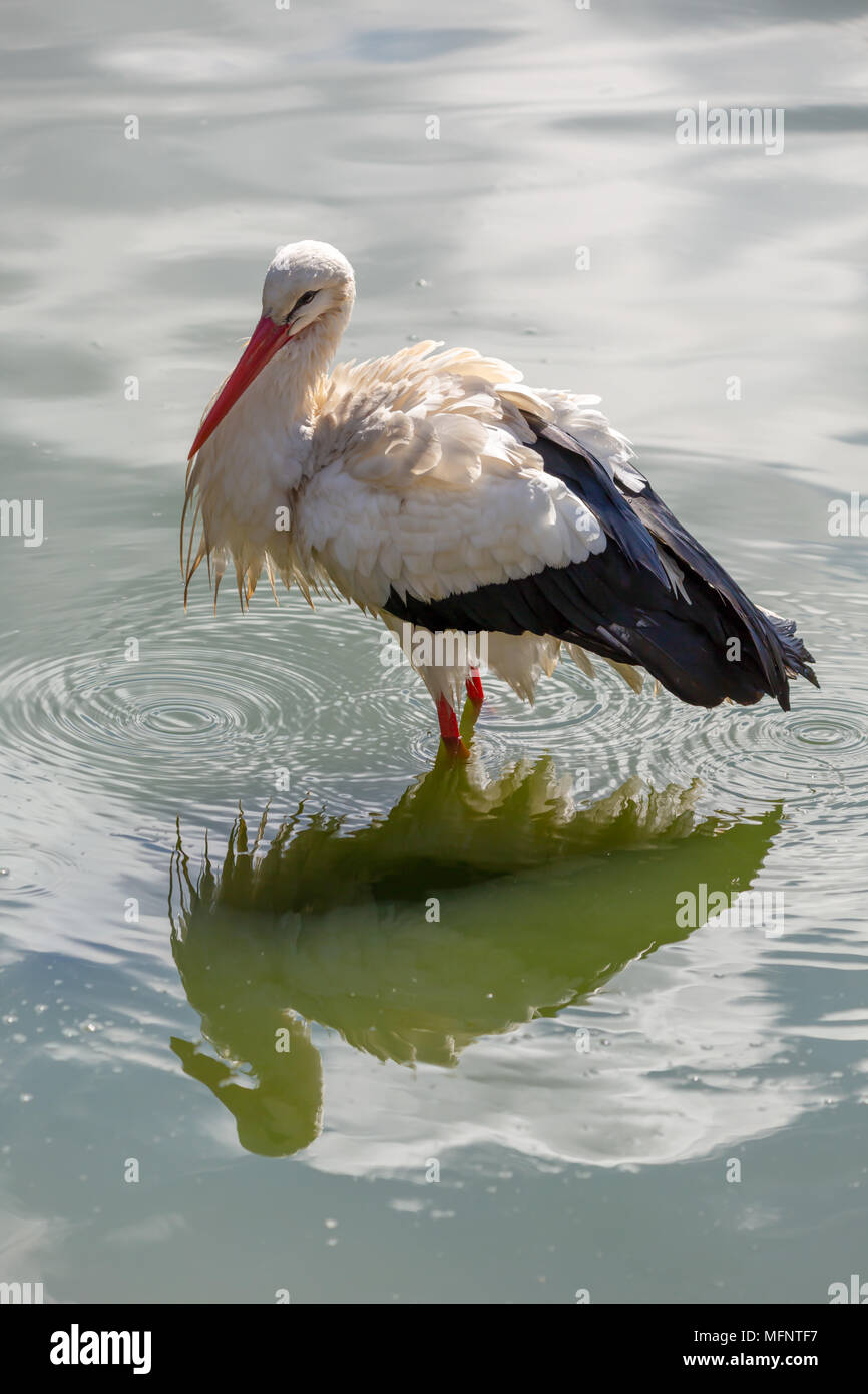 Colour portrait photograph of White stork standing in shallow water ...