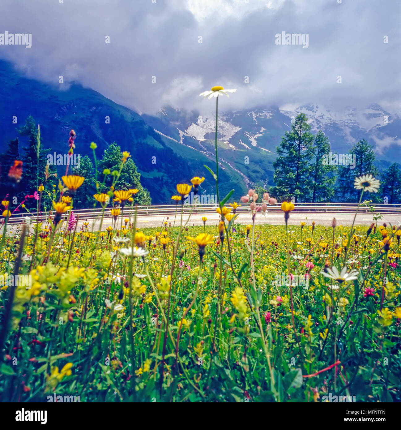 Alps flowers hi-res stock photography and images - Alamy