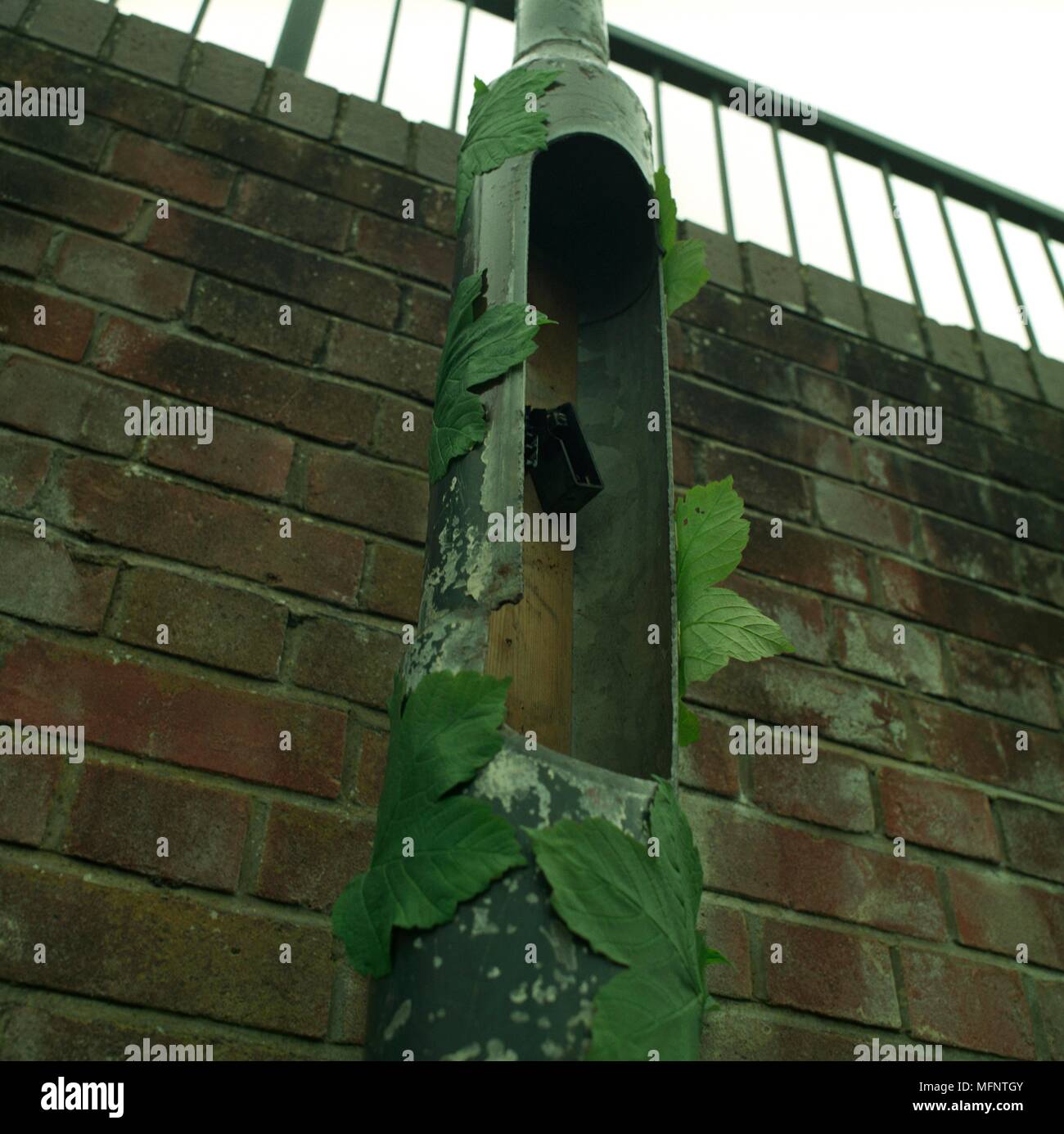 Myra eagles hi-res stock photography and images - Alamy