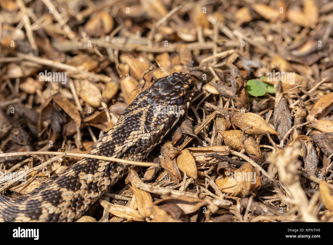 Adders are dangerous hi-res stock photography and images - Alamy