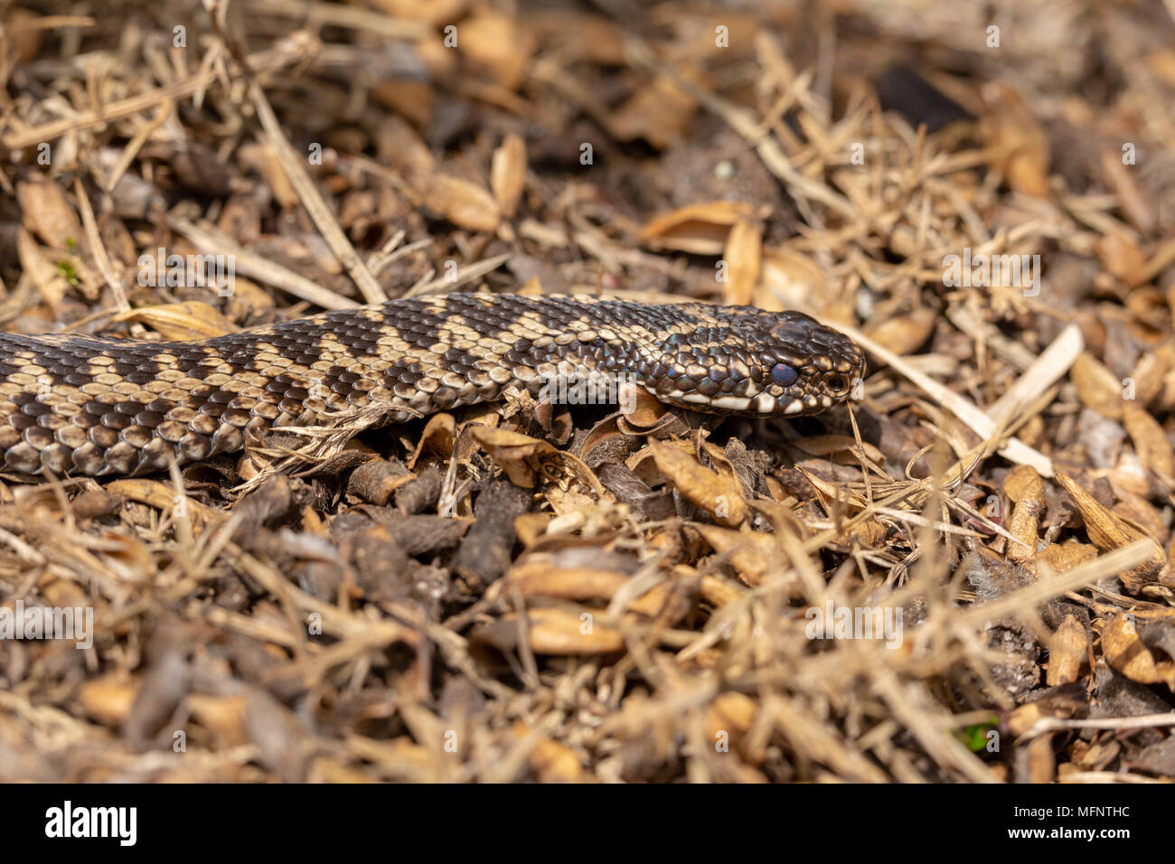 Slough snake hi-res stock photography and images - Alamy