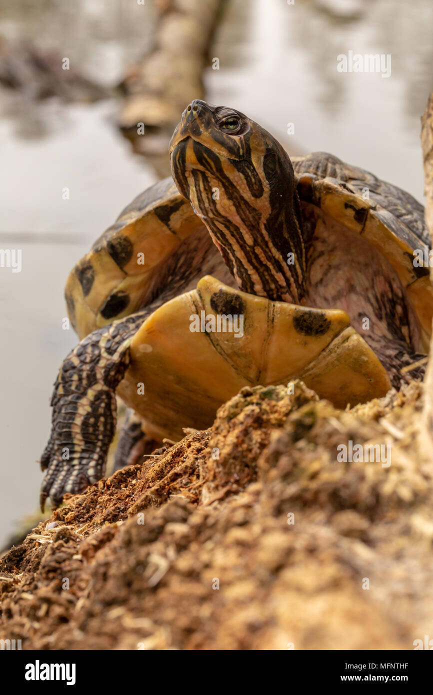 Photograph of Yellow bellied slider basking on large log beside lake ...