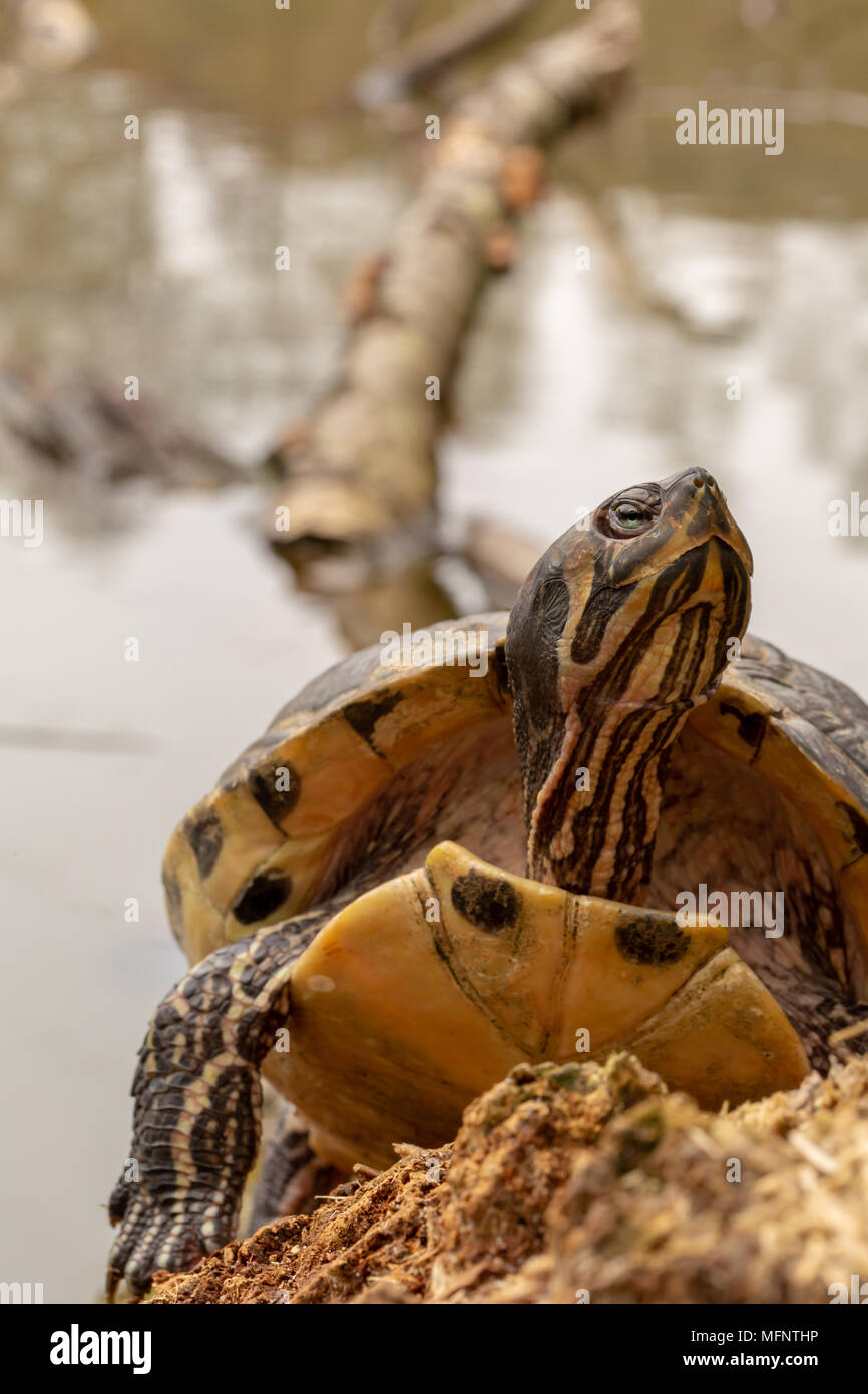 Photograph of Yellow bellied slider basking on large log beside lake ...
