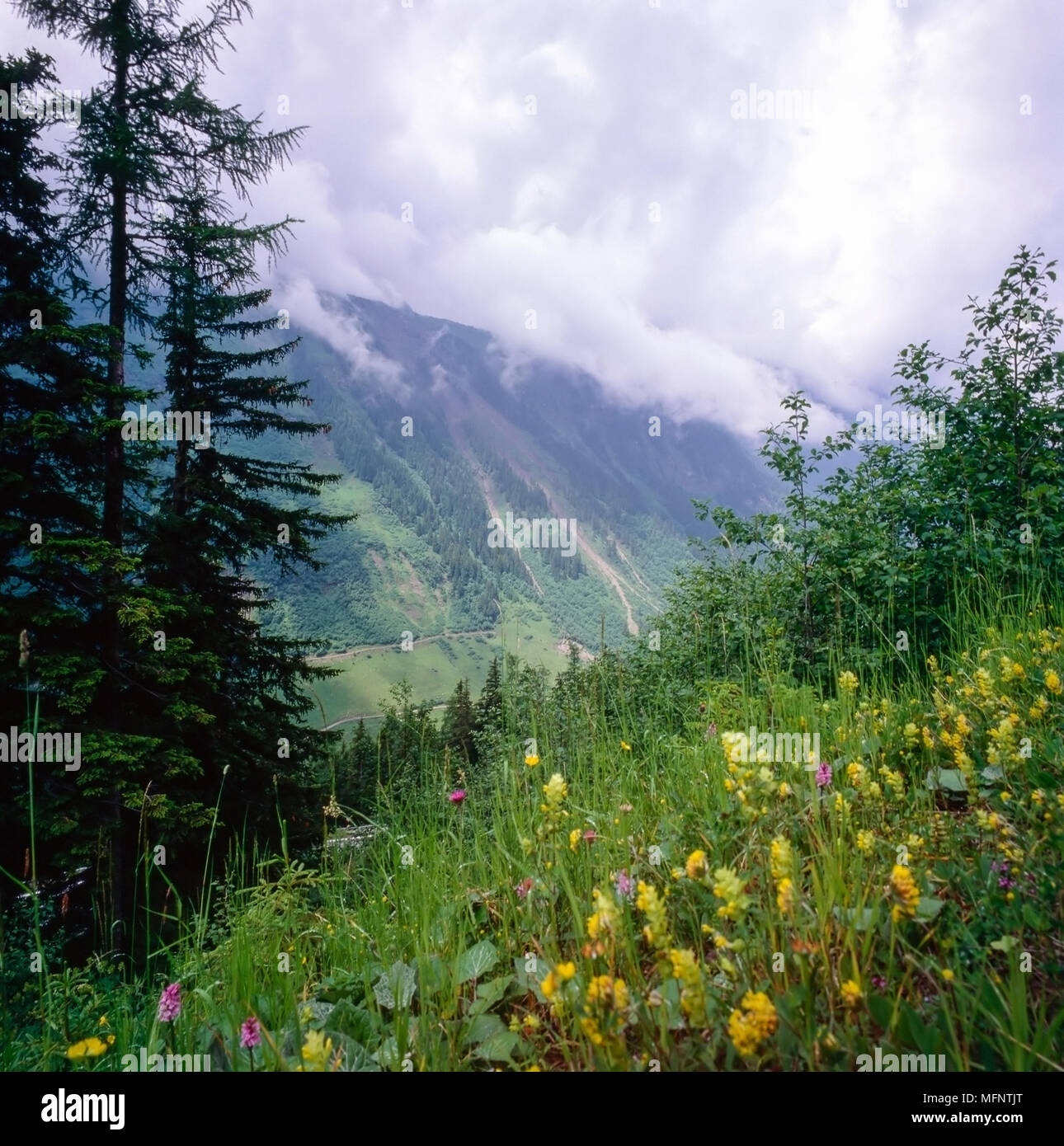 Austria alps grass flowers hi-res stock photography and images - Alamy