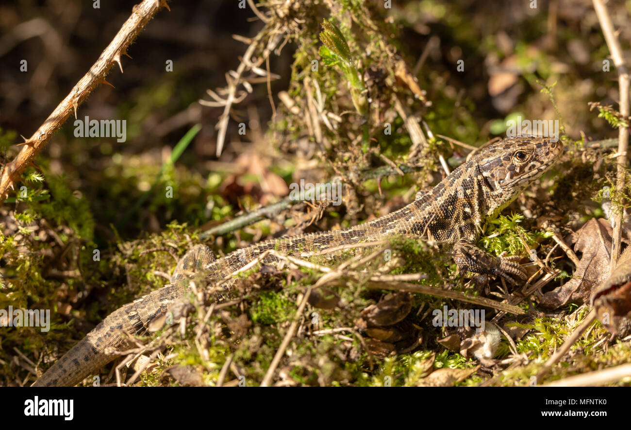 Macro photograph of horizontal female sand lizard basking in sunshine ...