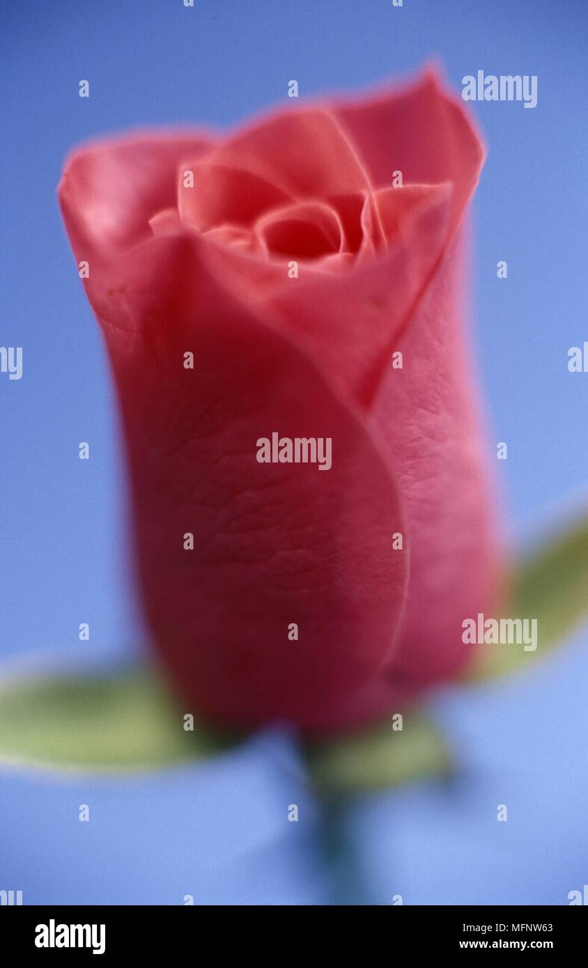 Red rose Ref: CRB457 103646 0189 COMPULSORY CREDIT: Helen Maynard ...