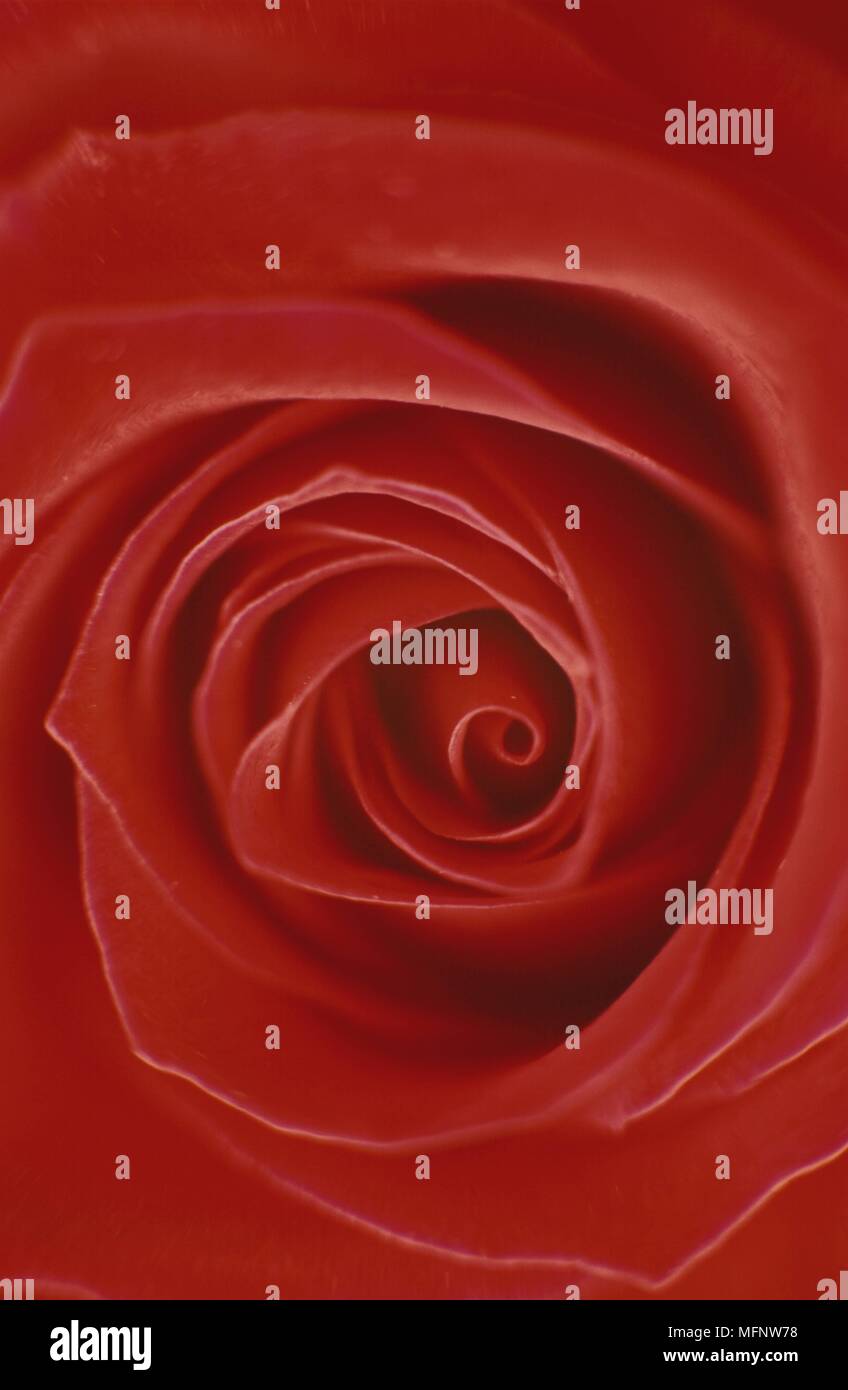 Red rose Ref: CRB457 103646 0201 COMPULSORY CREDIT: Helen Maynard ...