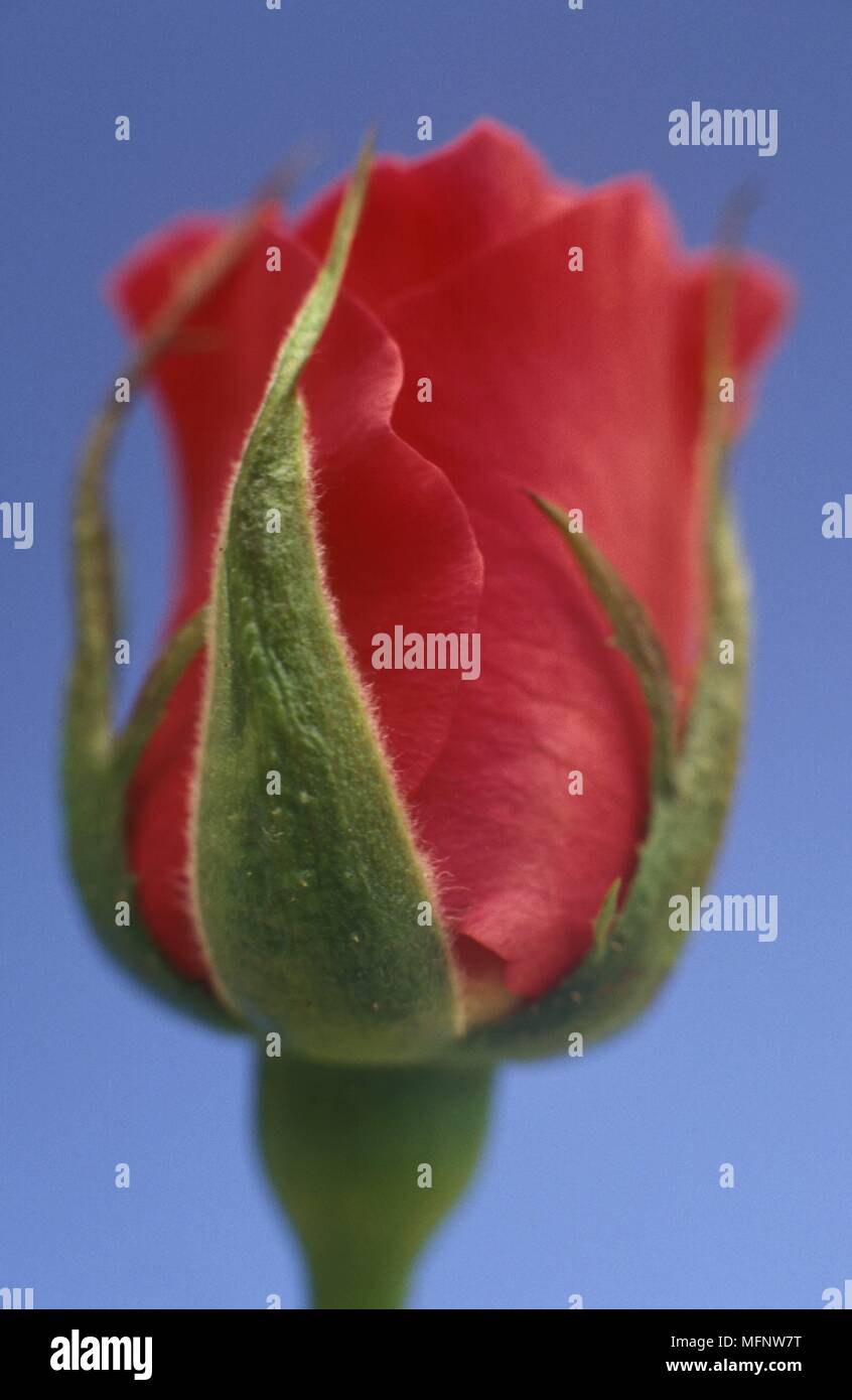 Red rose Ref: CRB457 103646 0206 COMPULSORY CREDIT: Helen Maynard ...