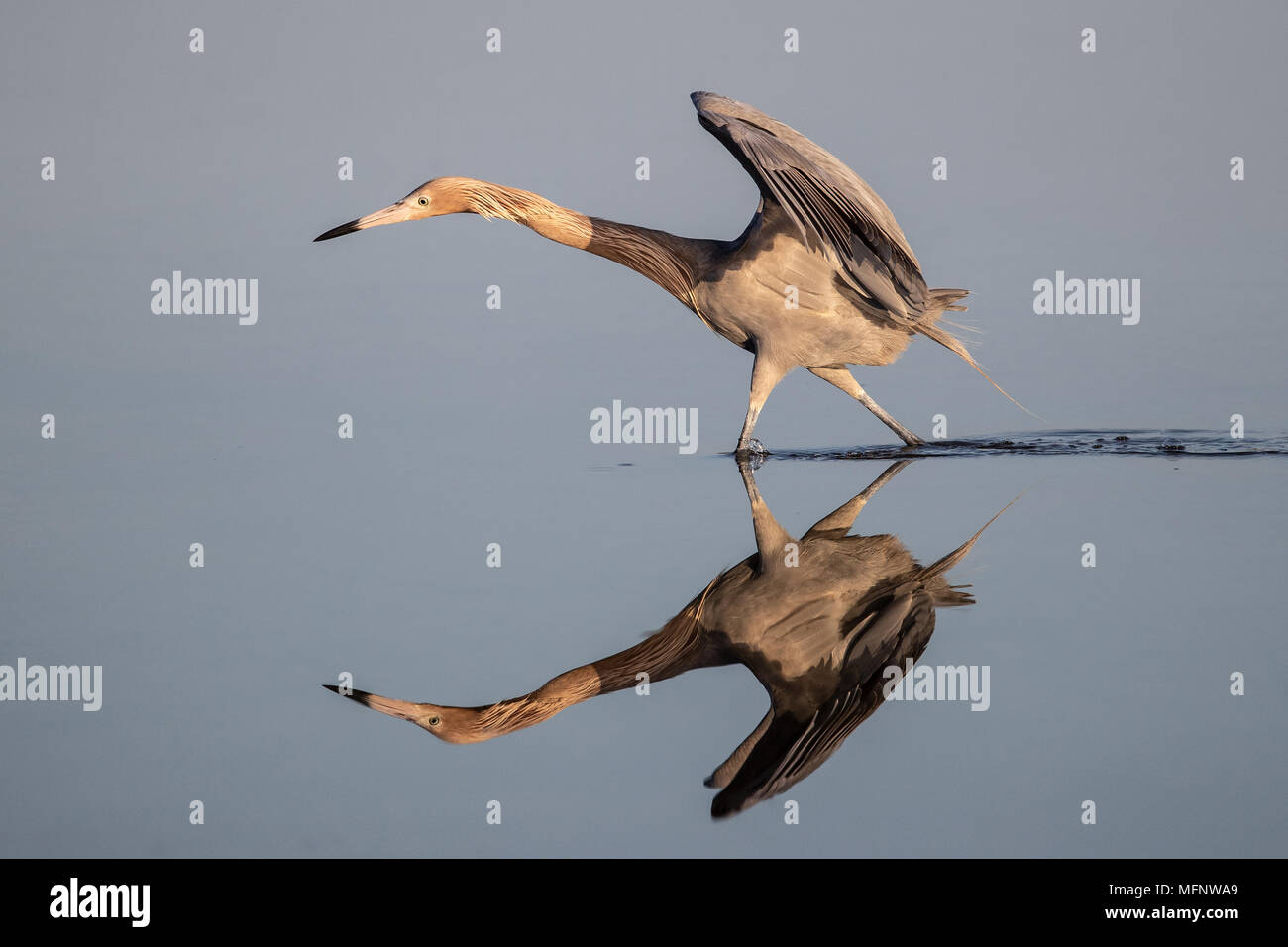 Reddish egret dance hi-res stock photography and images - Alamy