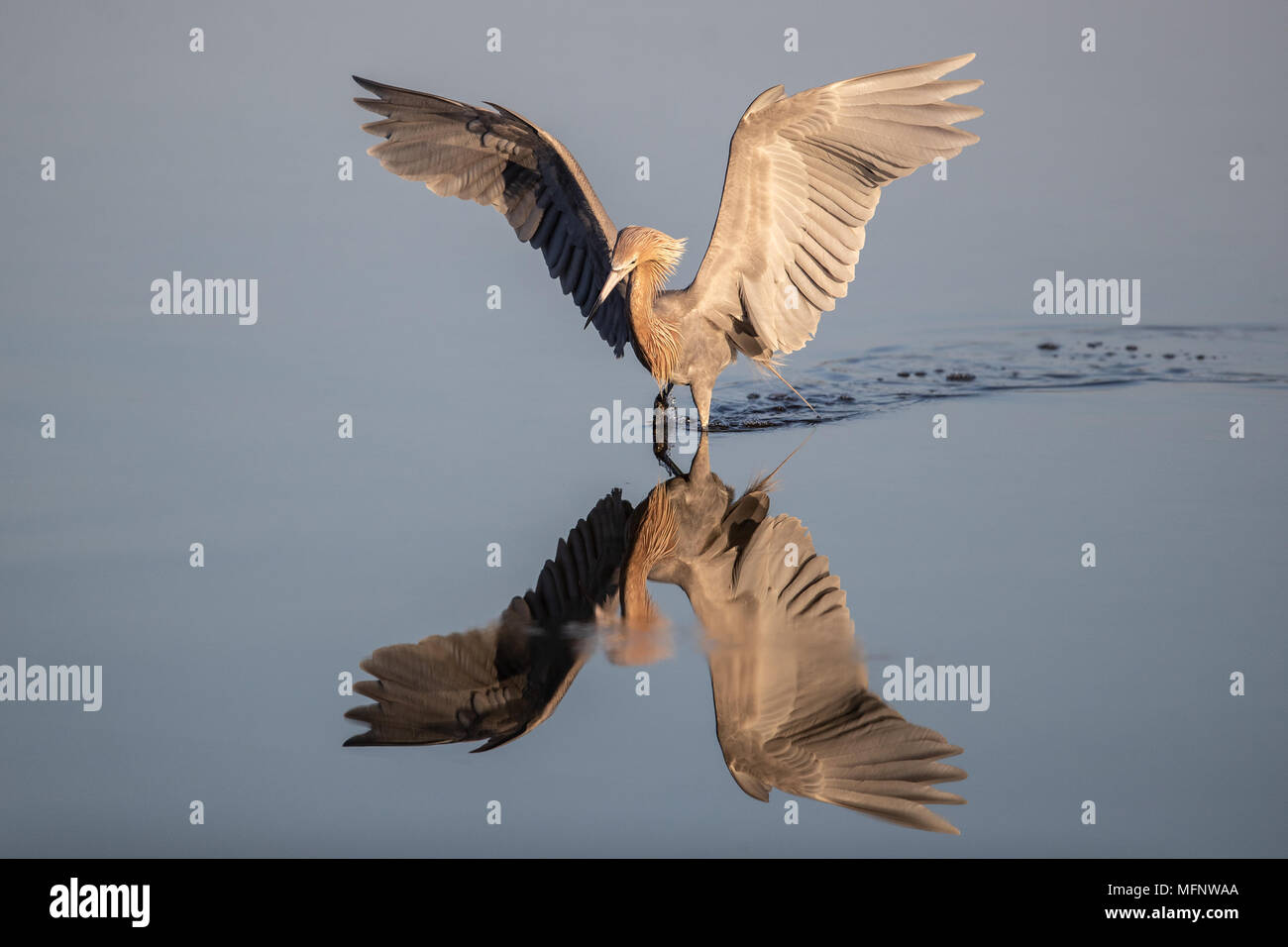 Reddish egret dance hi-res stock photography and images - Alamy