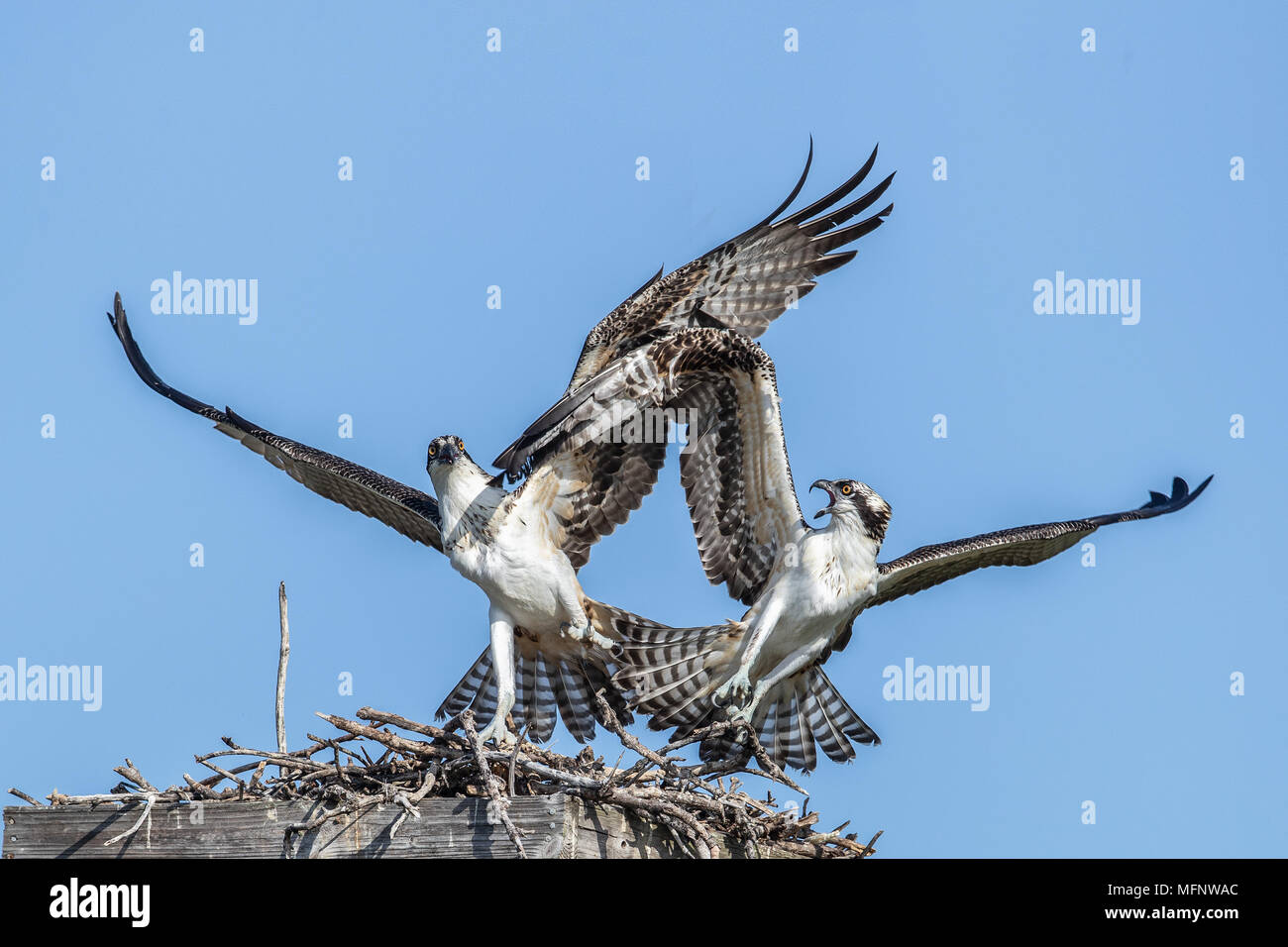 Ospreys at Nest Florida Stock Photo - Alamy