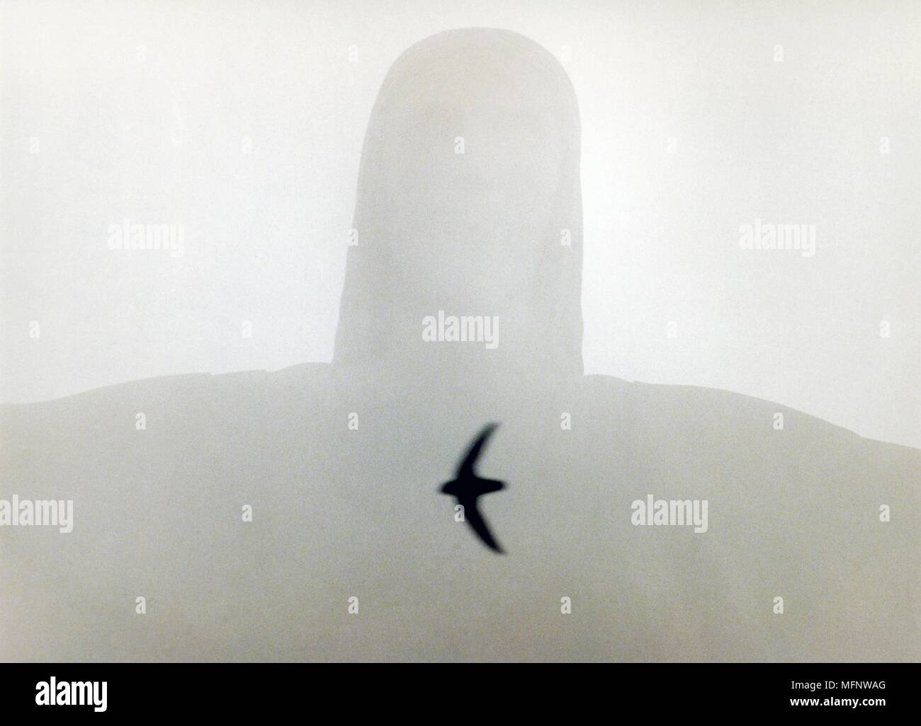 Bird in the fog flying past The Statue of Christ the Redeemer ...
