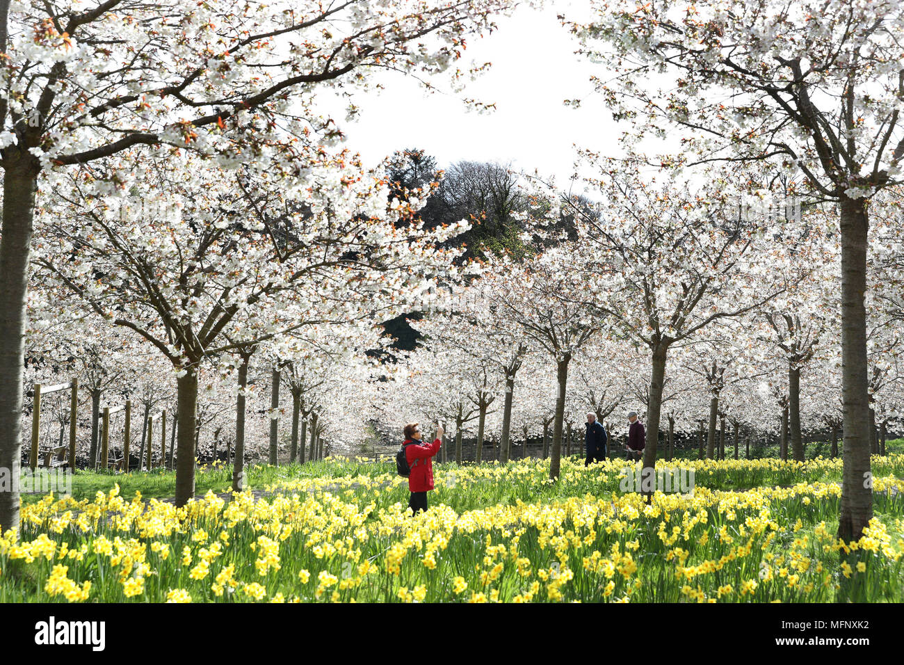 Tai haku cherry hi-res stock photography and images - Alamy