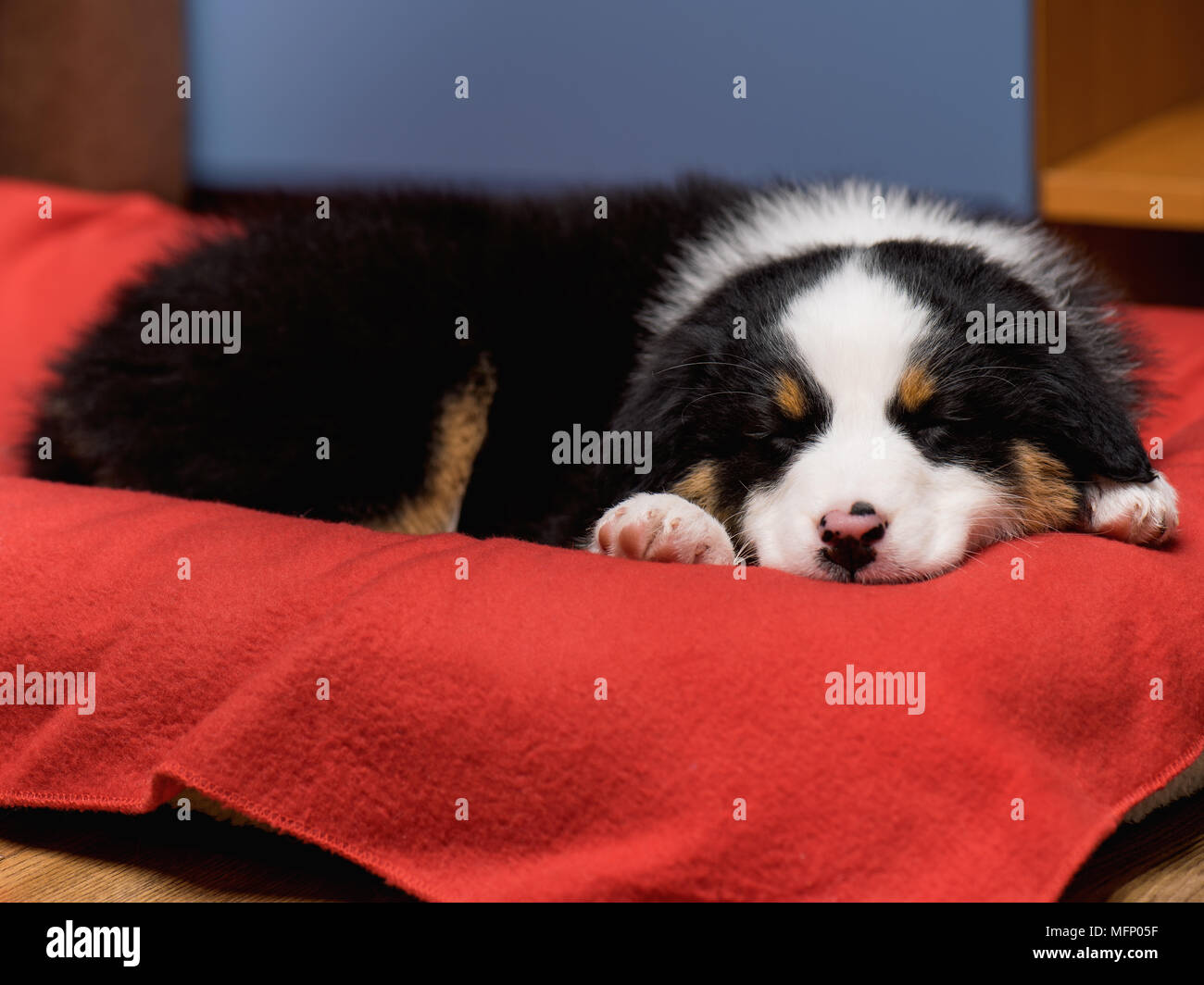 Australian shepherd puppy sleeping hi-res stock photography and images ...