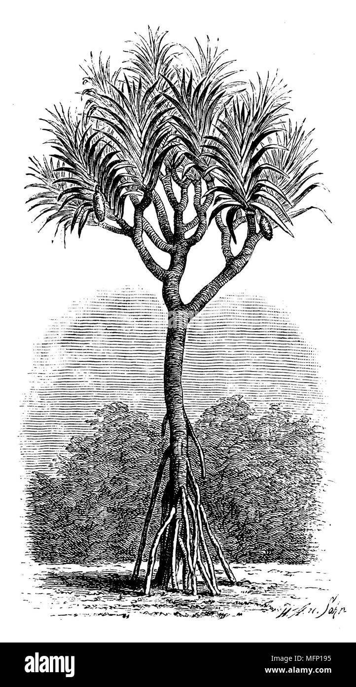 Pandanus Black and White Stock Photos & Images - Alamy