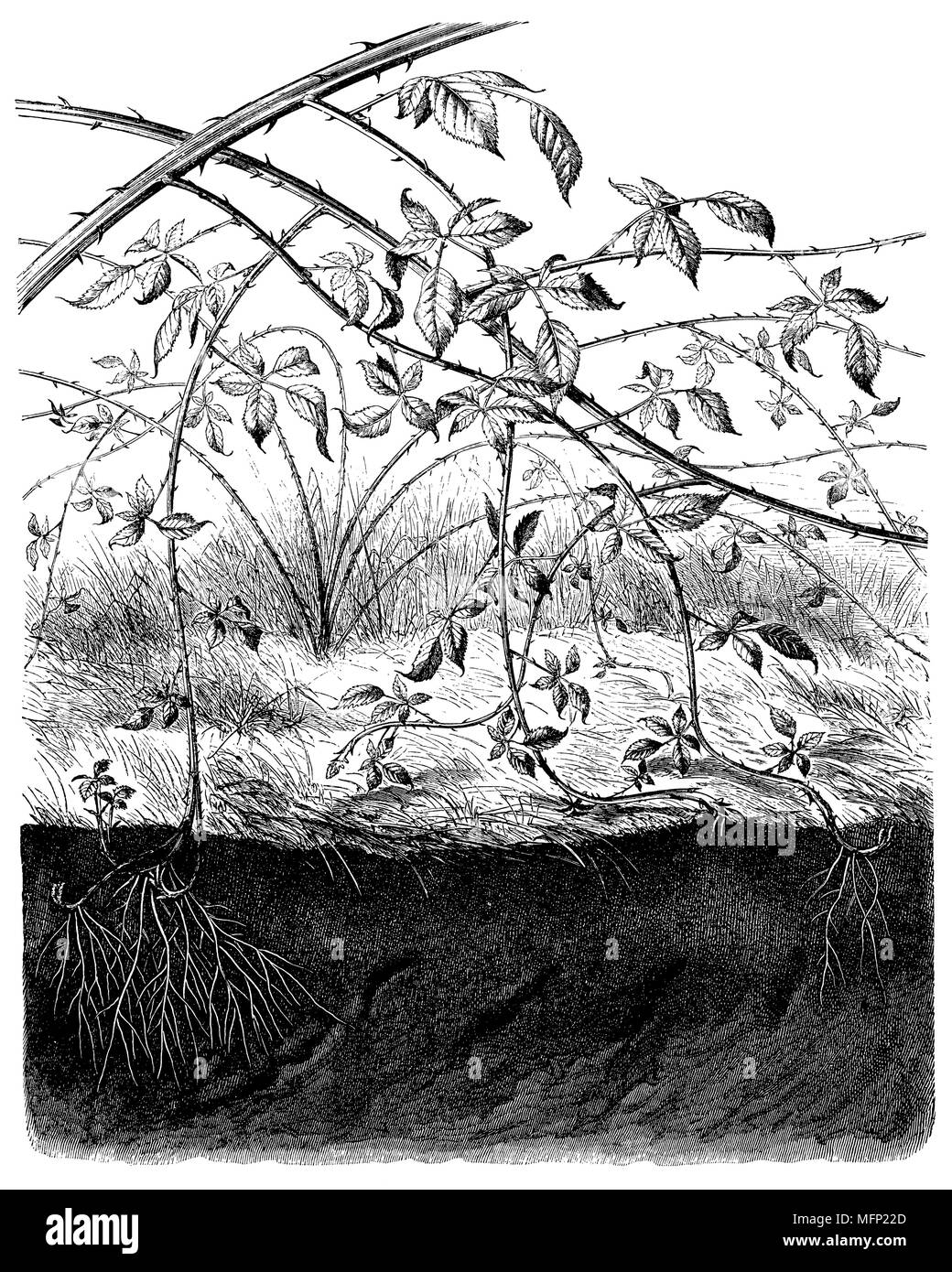 Blackberry branch roots hi-res stock photography and images - Alamy