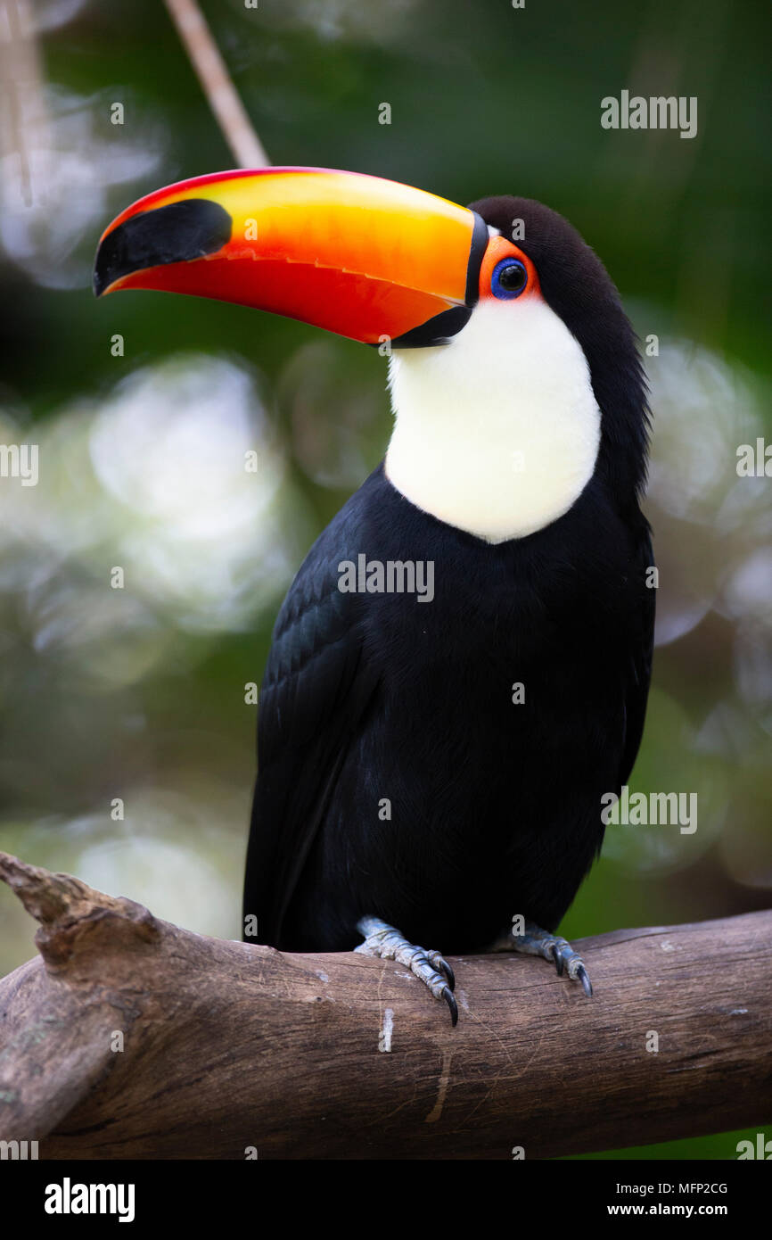 Toco Toucan in deep vegetation Stock Photo - Alamy
