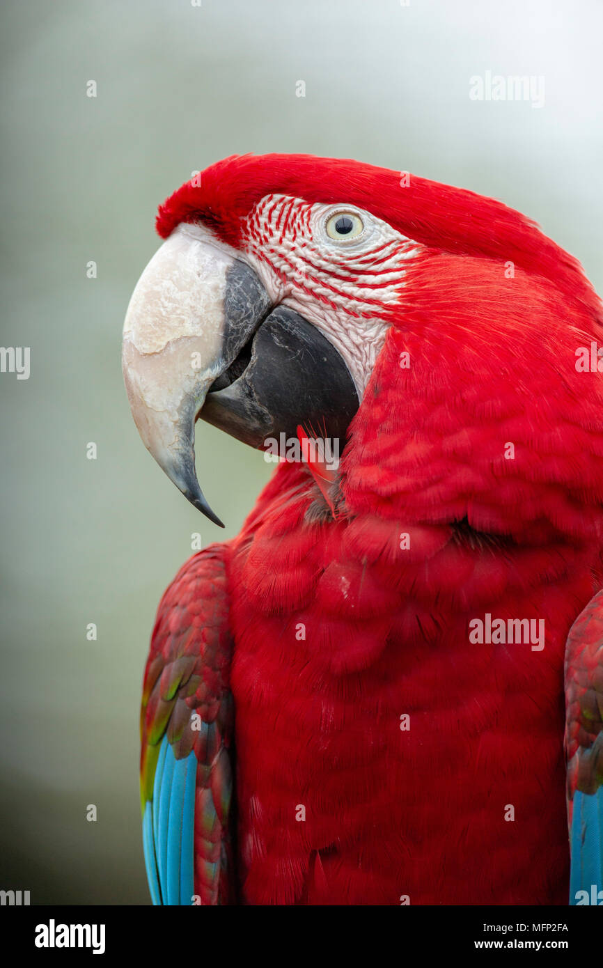 Red Macaw isolated from background Stock Photo - Alamy