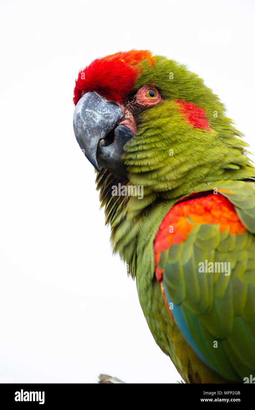 Red-fronted Macaw head closeup, isolated on white Stock Photo - Alamy