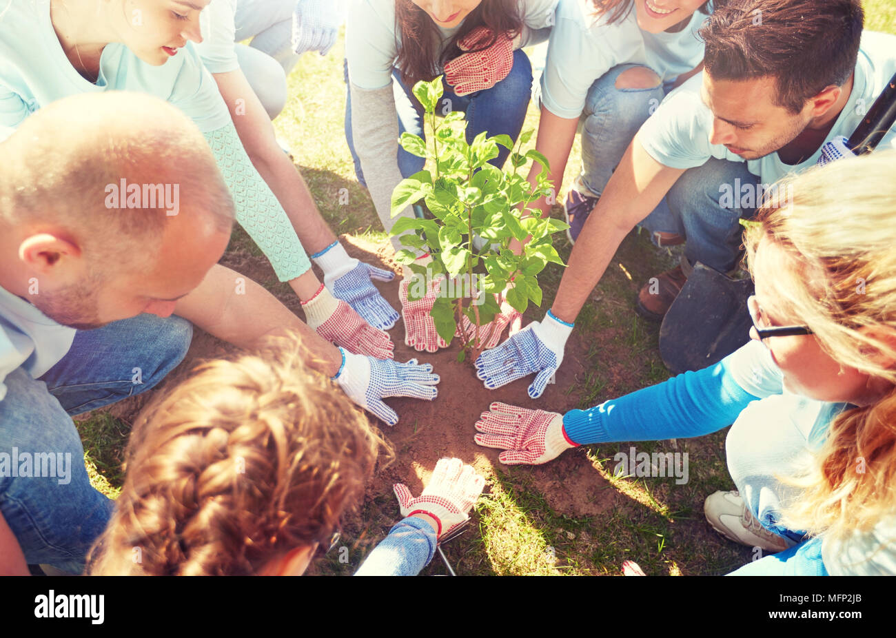 group of volunteers planting tree in park Stock Photo - Alamy