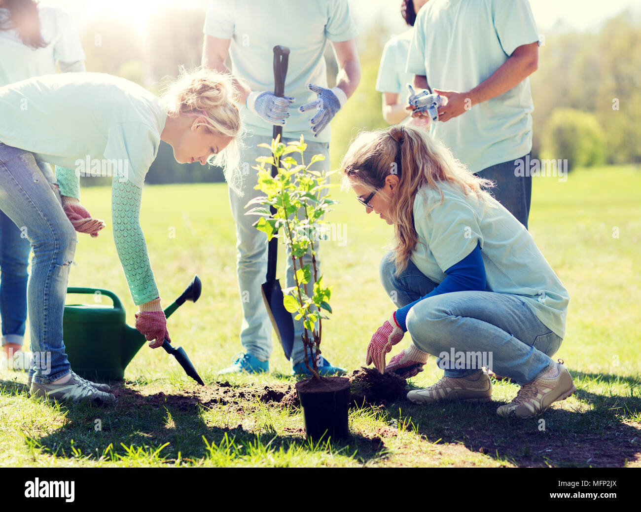 group of volunteers planting tree in park Stock Photo - Alamy
