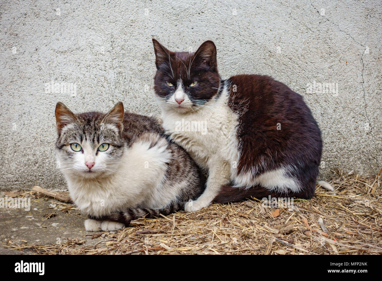 Join in the street hi-res stock photography and images - Alamy