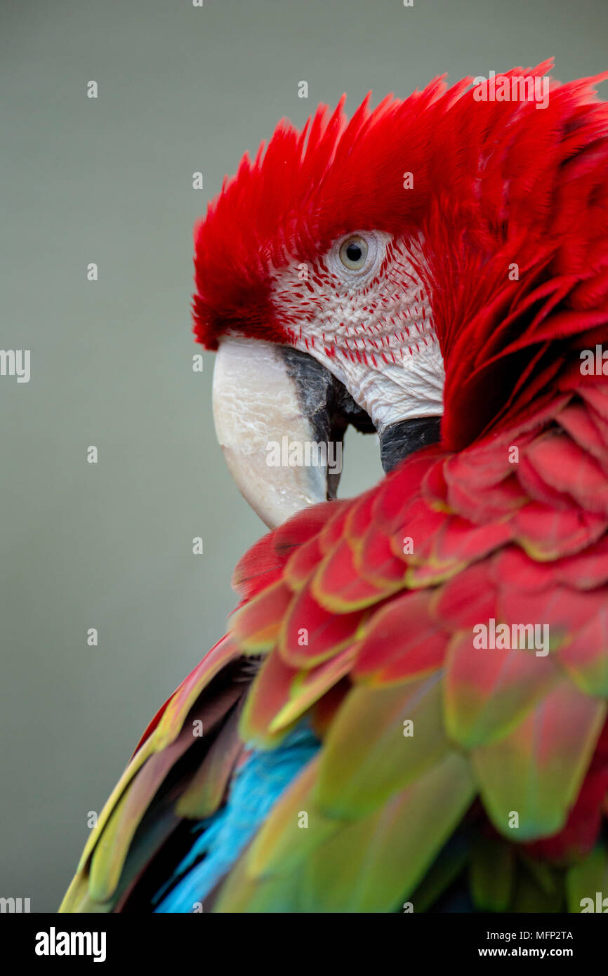 Red Macaw isolated from background Stock Photo - Alamy