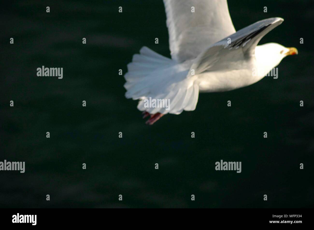 Flying kate hi-res stock photography and images - Alamy