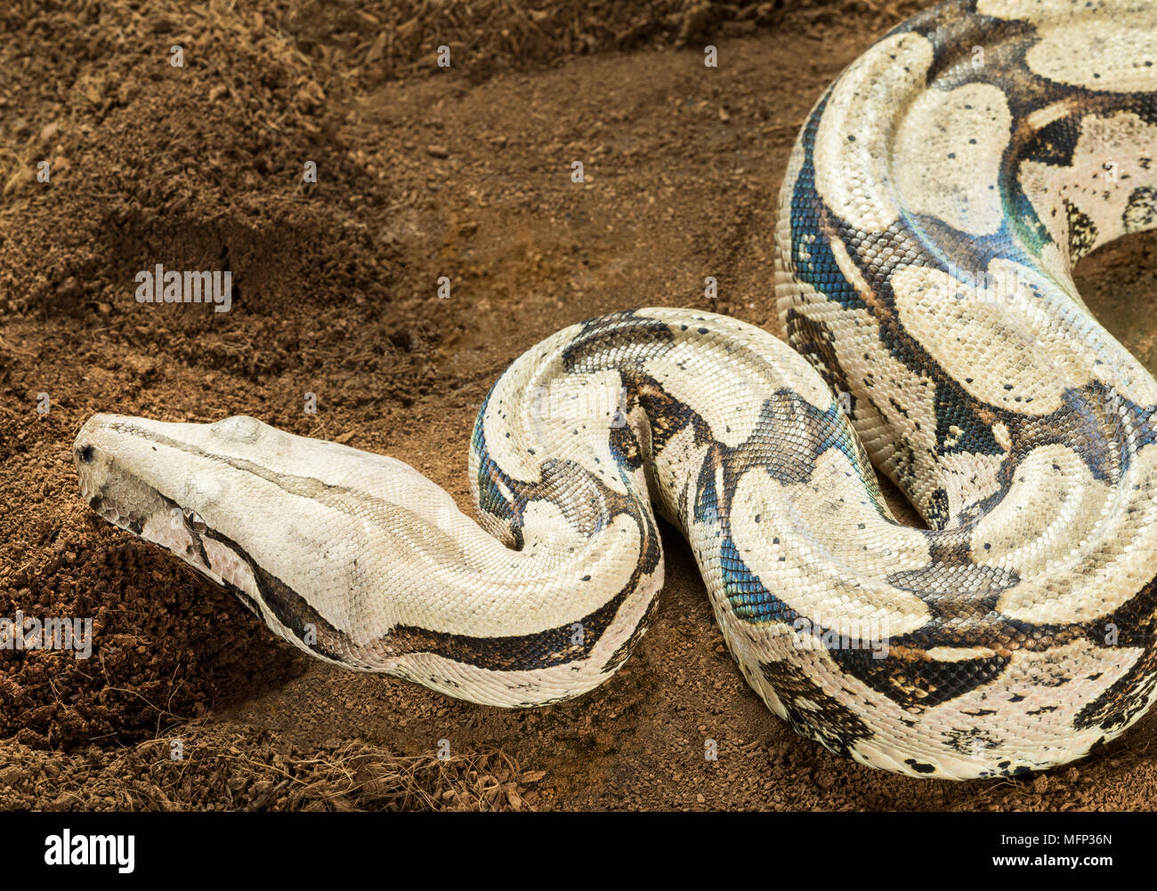 Boa constrictor constrictor – Surinam Guyana, with curved body in ...