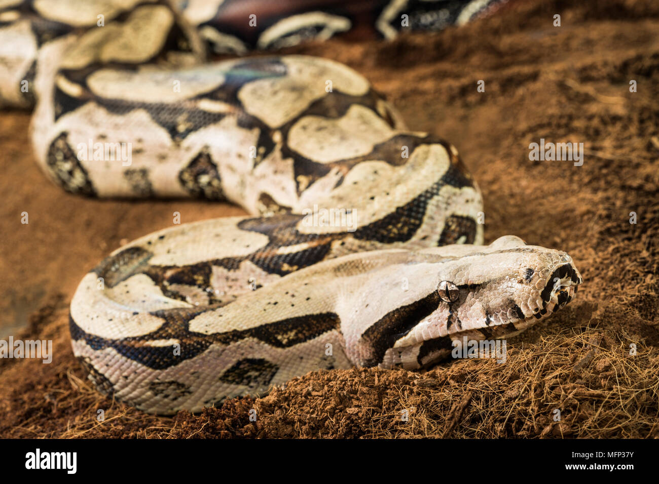Guyana snake hi-res stock photography and images - Alamy