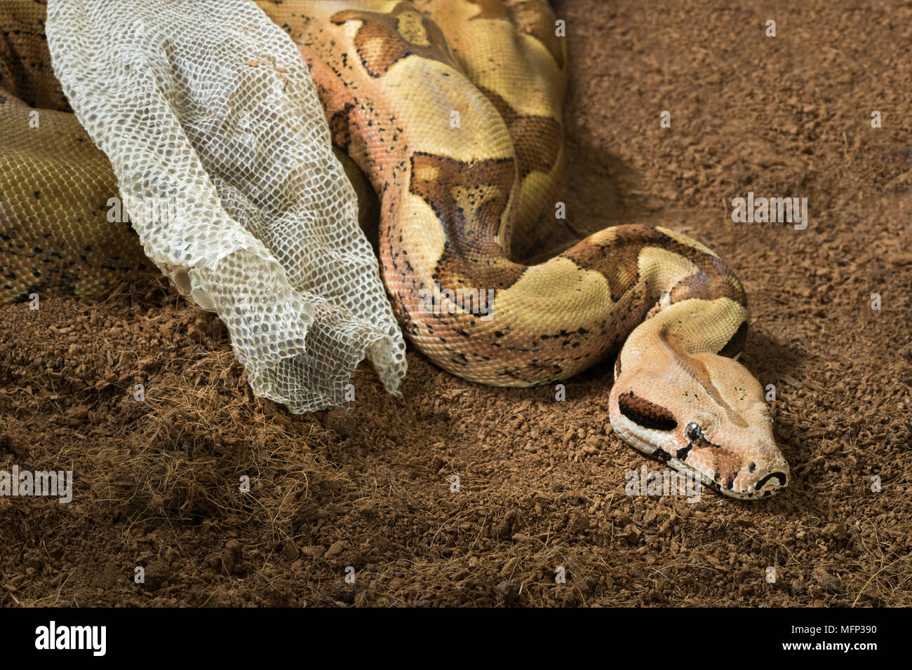 Boa constrictor imperator – mutational form Hypo Jungle. Albino ...
