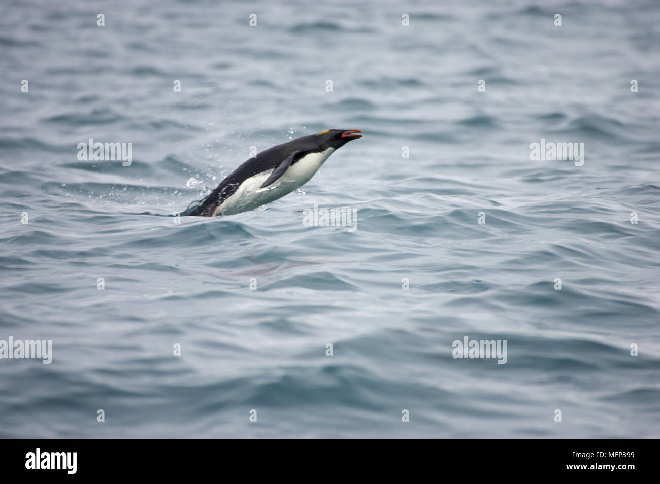 Penguin breaching in water Ref: CRB419 10001 011 Compulsory Credit ...
