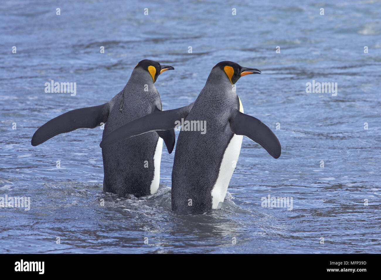 Rear view of two penguins breaching in water Ref: CRB419 10001 015 ...