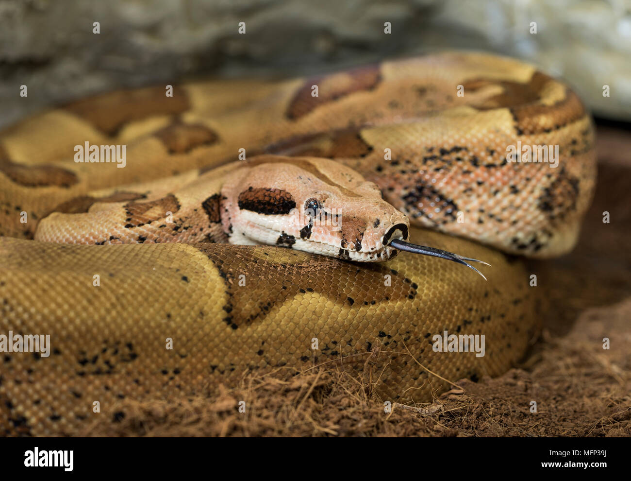 Boa constrictor imperator - Female. Mutational form Hypo Jungle. Albino ...