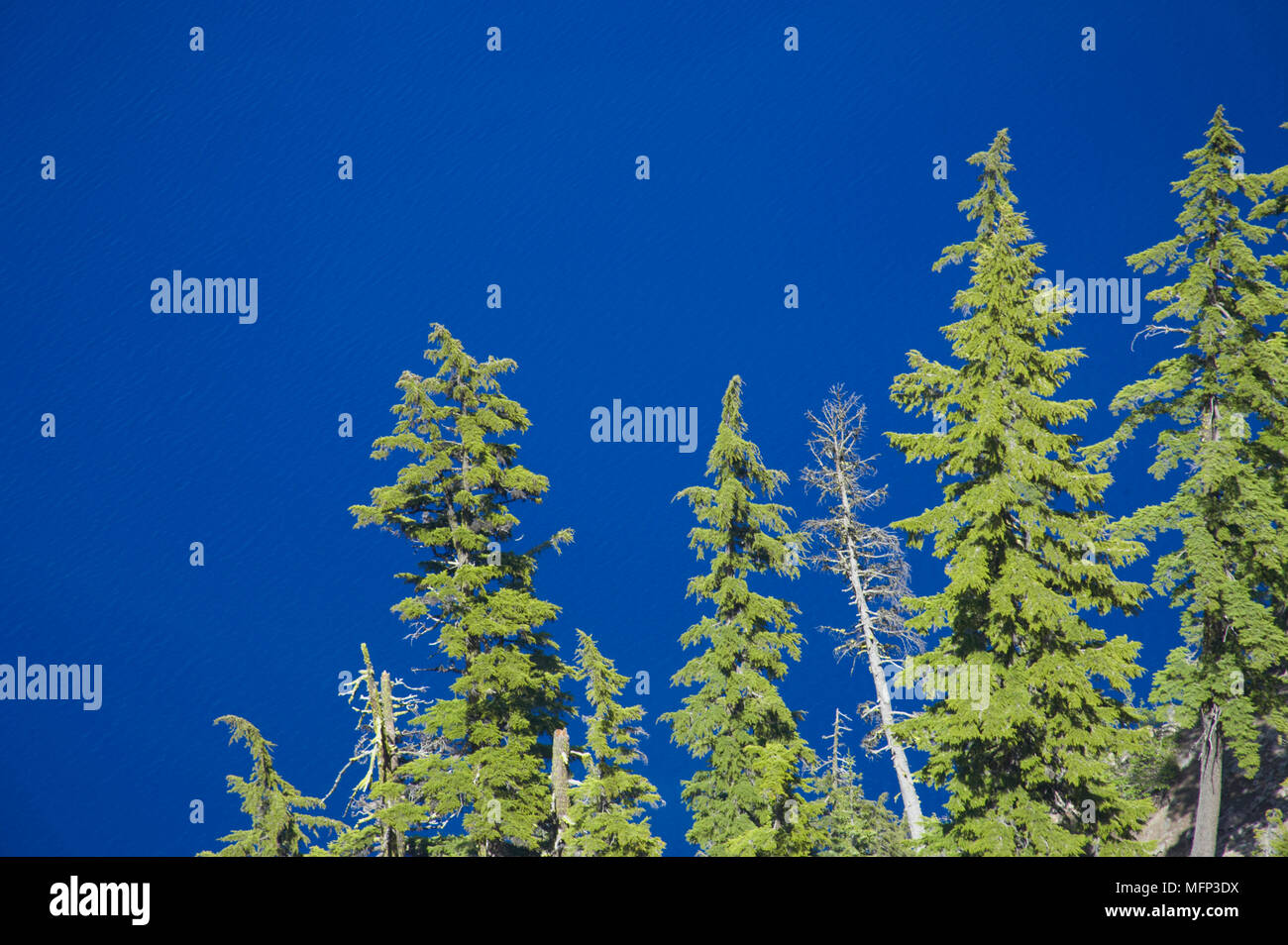 "Pine Trees against Crater Lake water Crater Lake National Park Oregon ...