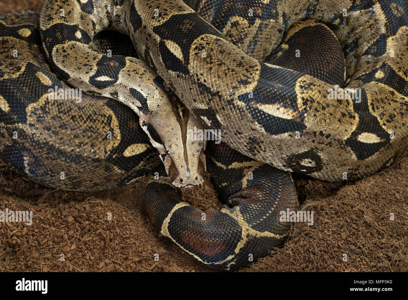 Boa Imperator Vs Boa Constrictor at Declan Thwaites blog
