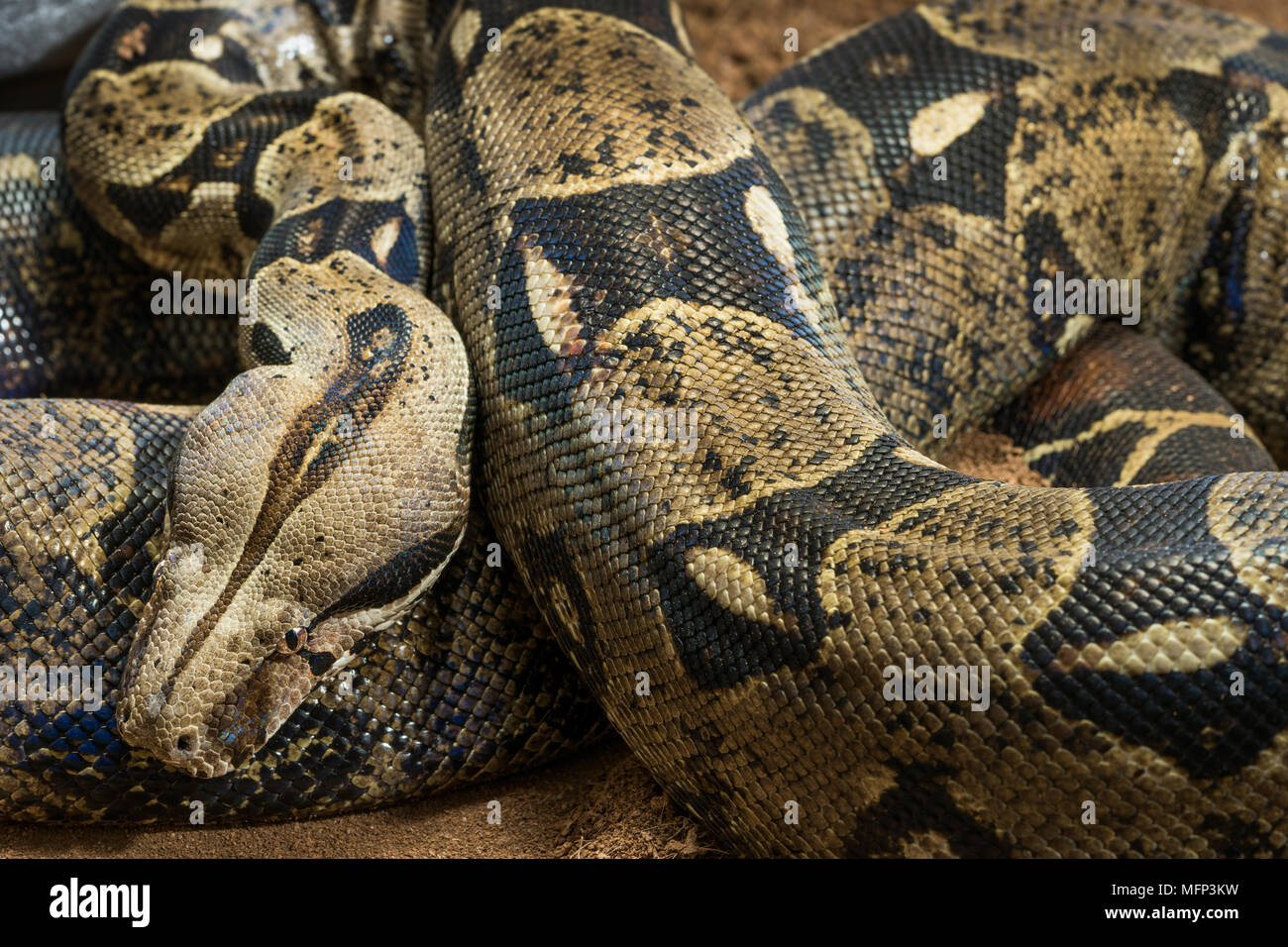 Boa constrictor imperator - nominal Colombia. Colombian redtail boas ...