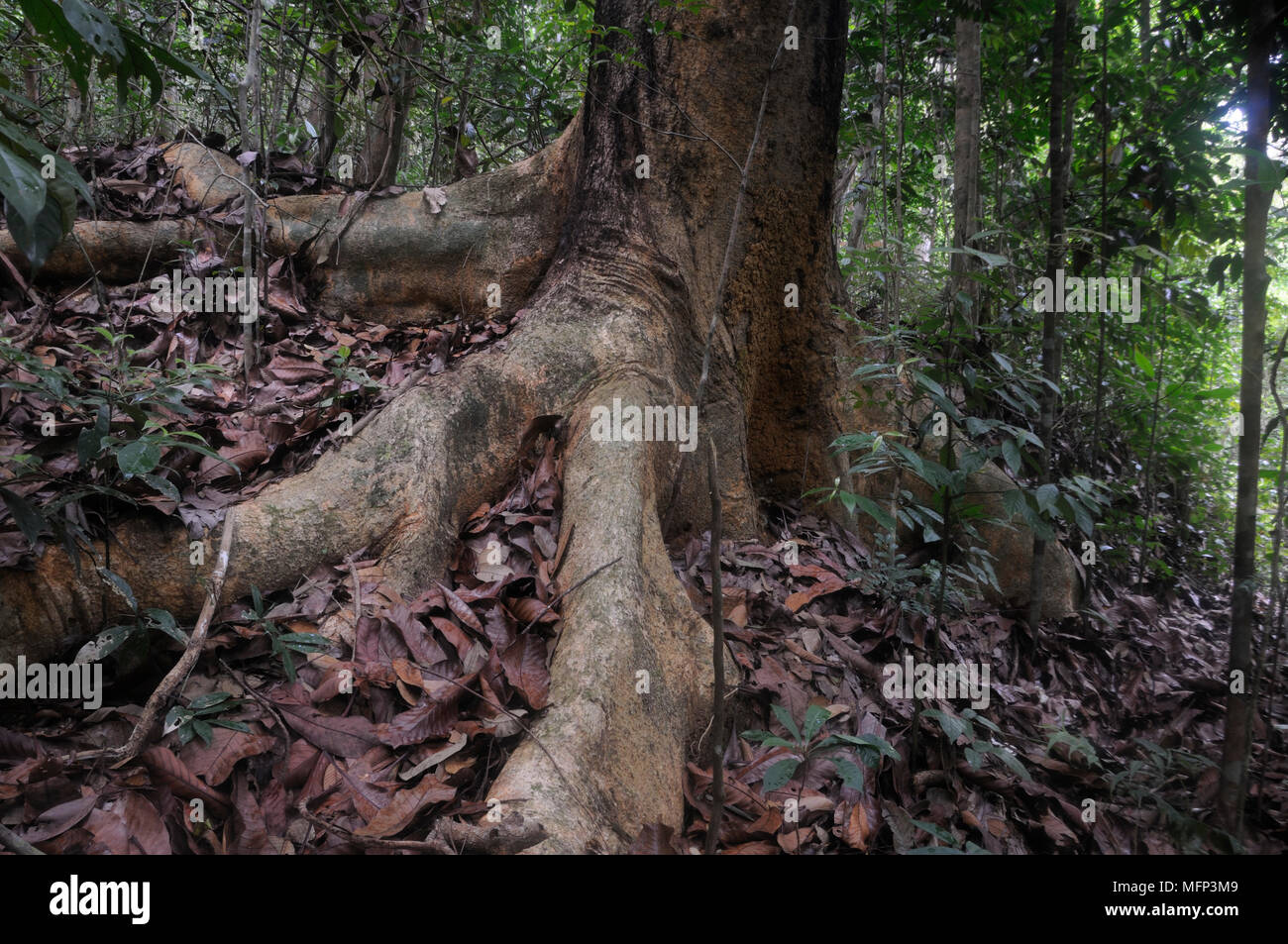 Above ground tree roots hi-res stock photography and images - Alamy