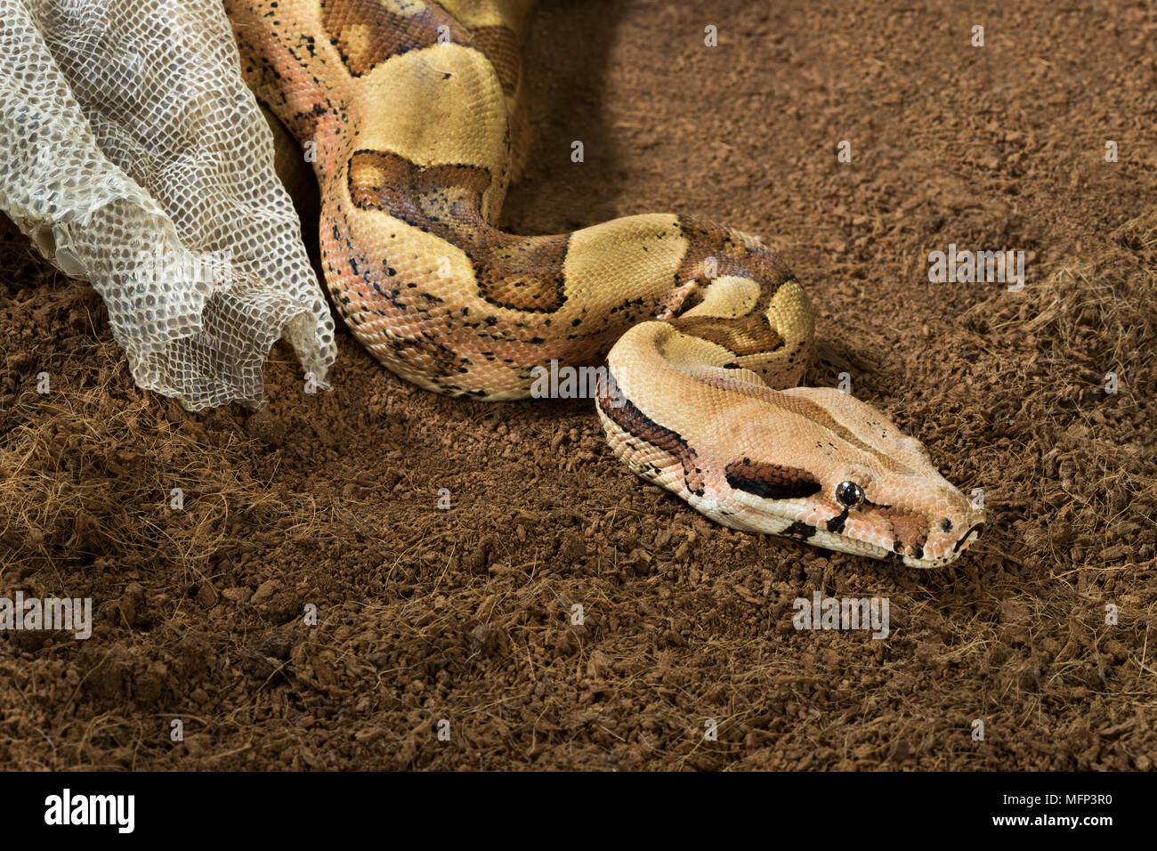 Boa constrictor imperator. Mutational form Hypo Jungle. Albino. Female ...
